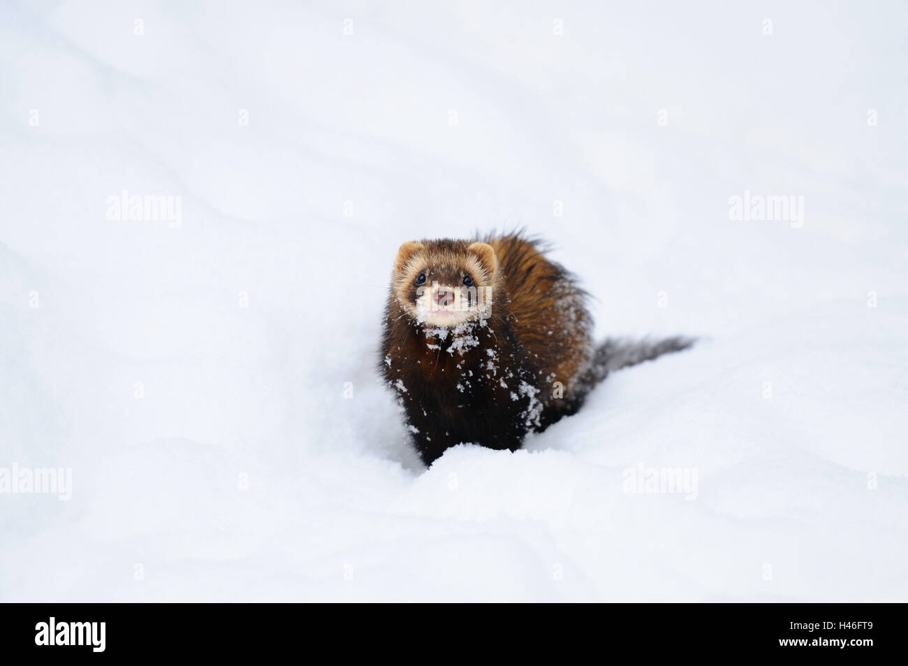 European polecat snow hi-res stock photography and images - Alamy