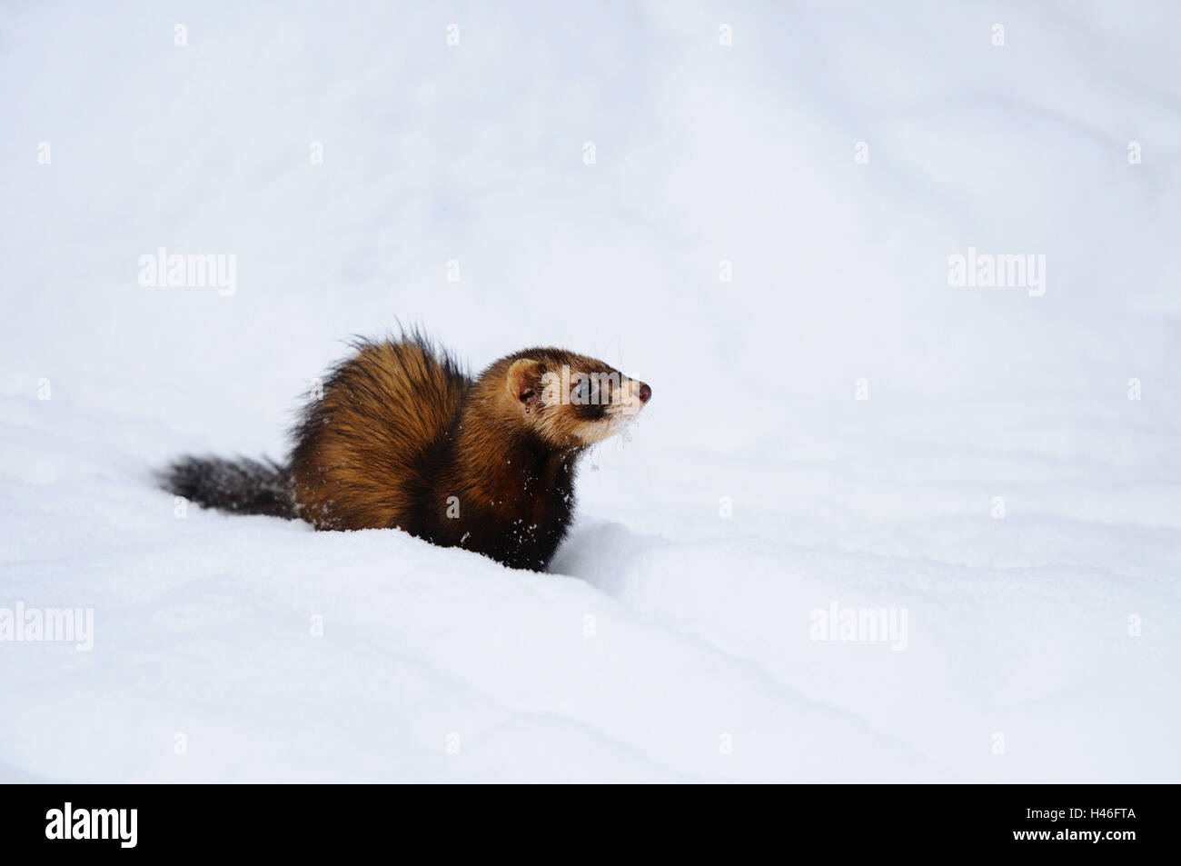 European polecat snow hi-res stock photography and images - Alamy