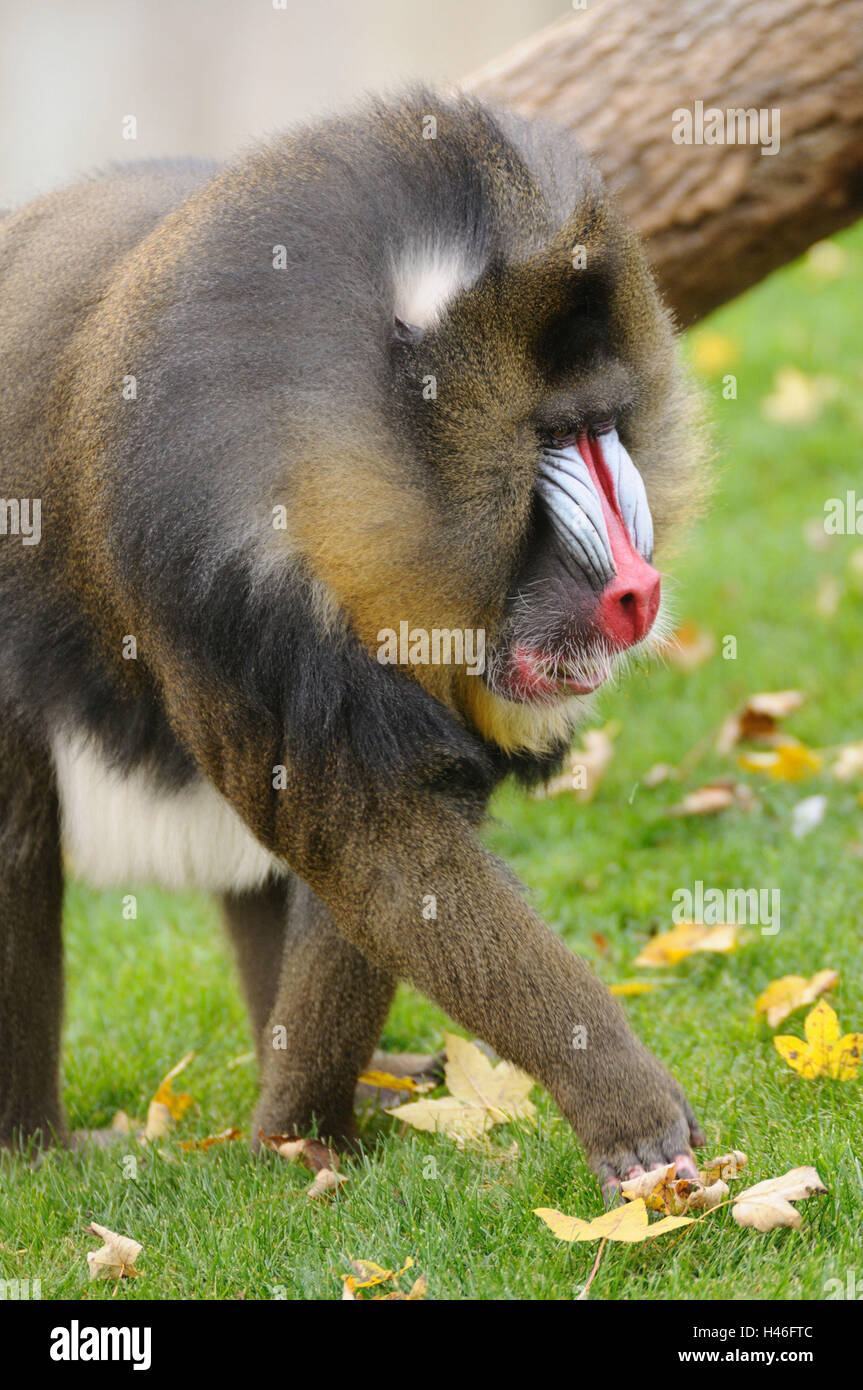 Mandrill, Mandrillus sphinx, male, meadow, side view, running Stock ...