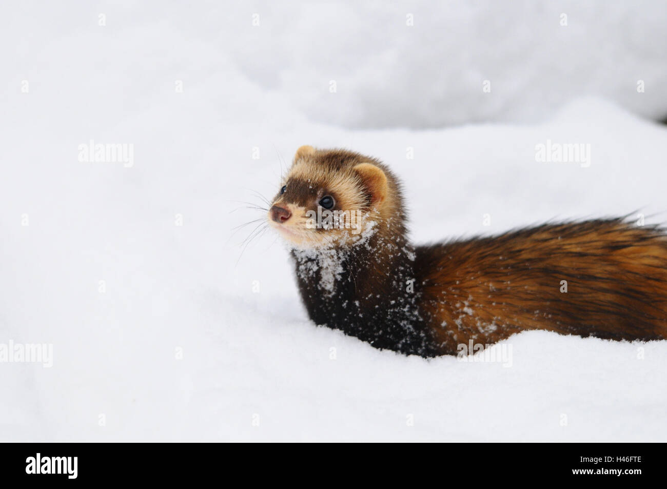 Iltis snow hi-res stock photography and images - Alamy
