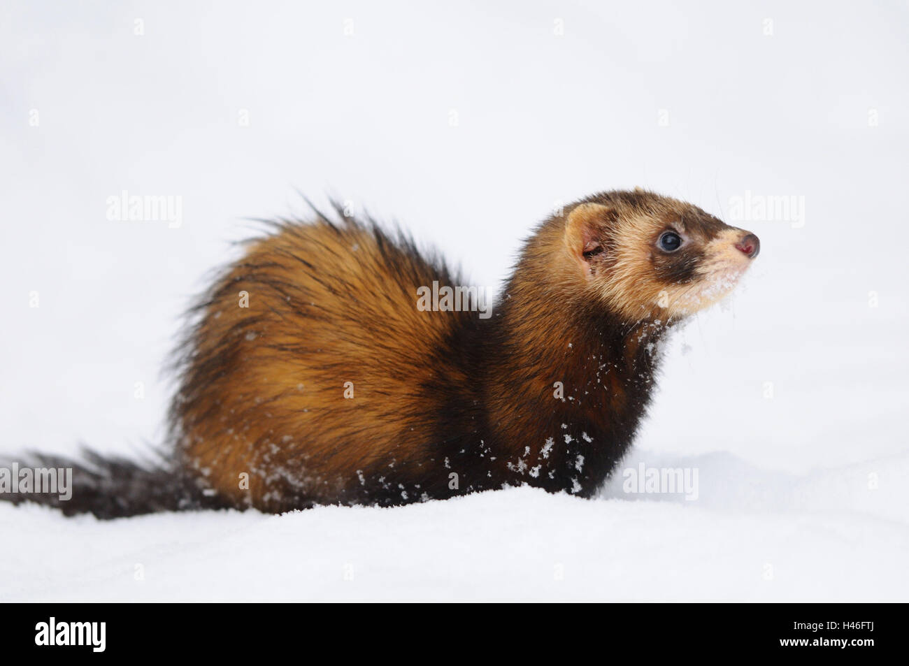 European polecat winter hi-res stock photography and images - Alamy