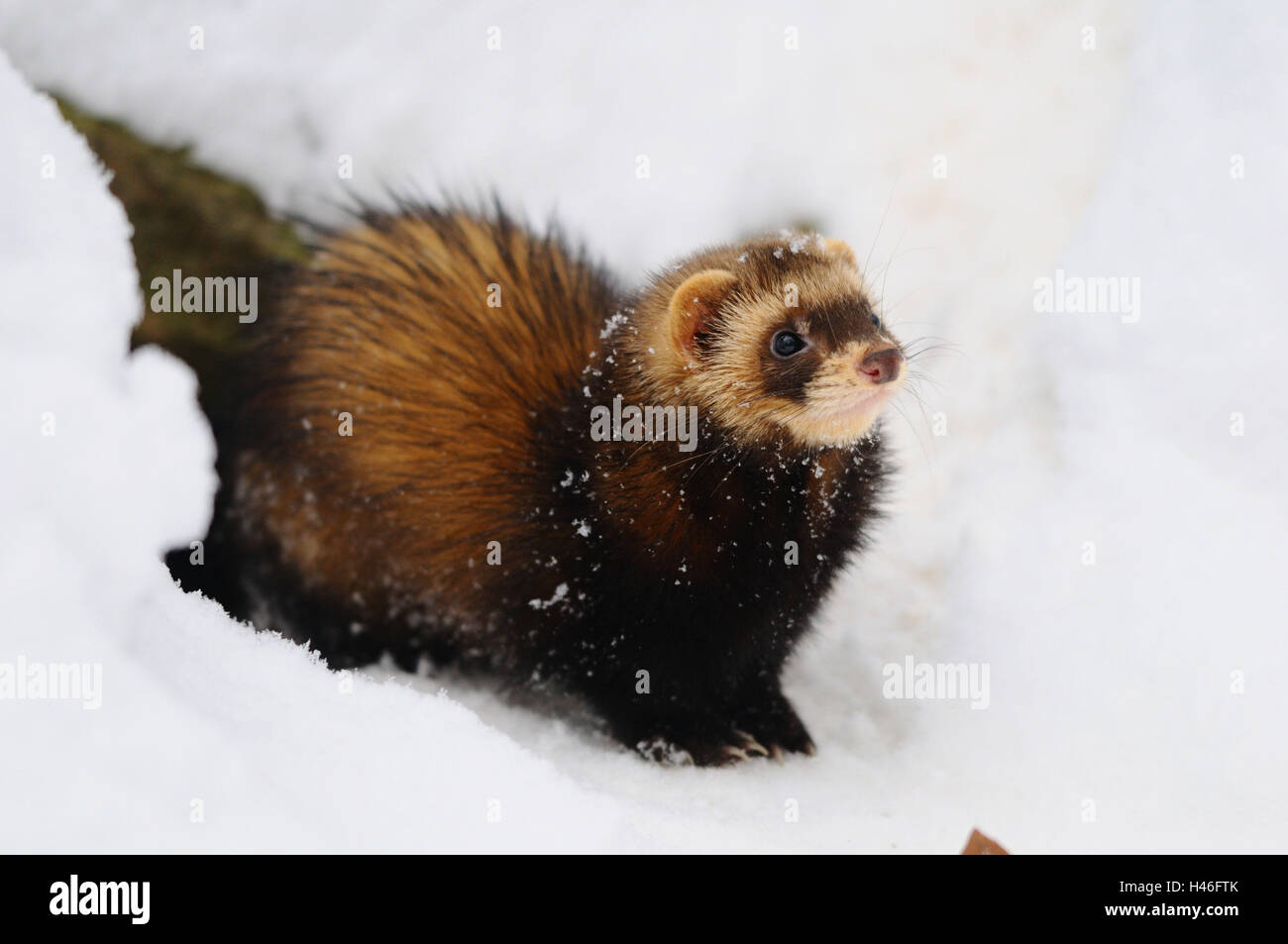 European polecat, Mustela putorius, snow, side view, stand Stock Photo ...