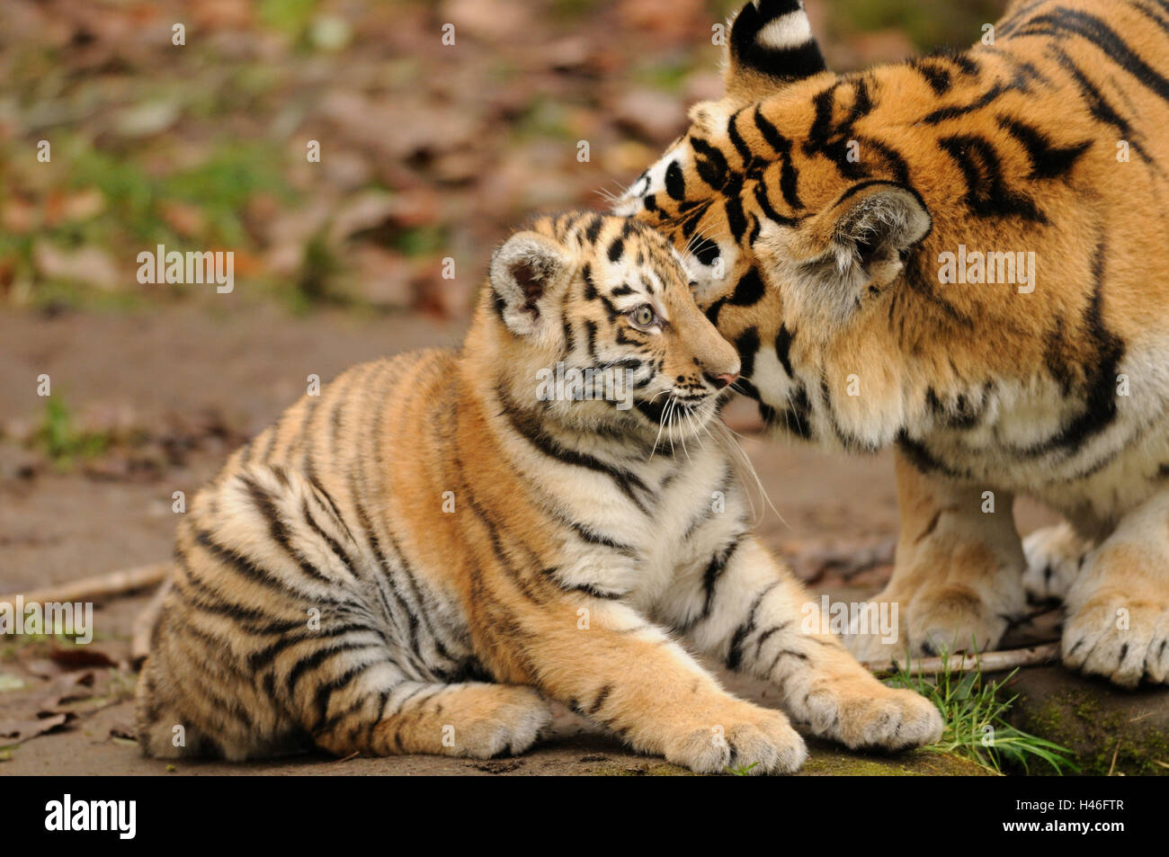 Siberian tigers, Panthera tigris altaica, mother with young animal ...