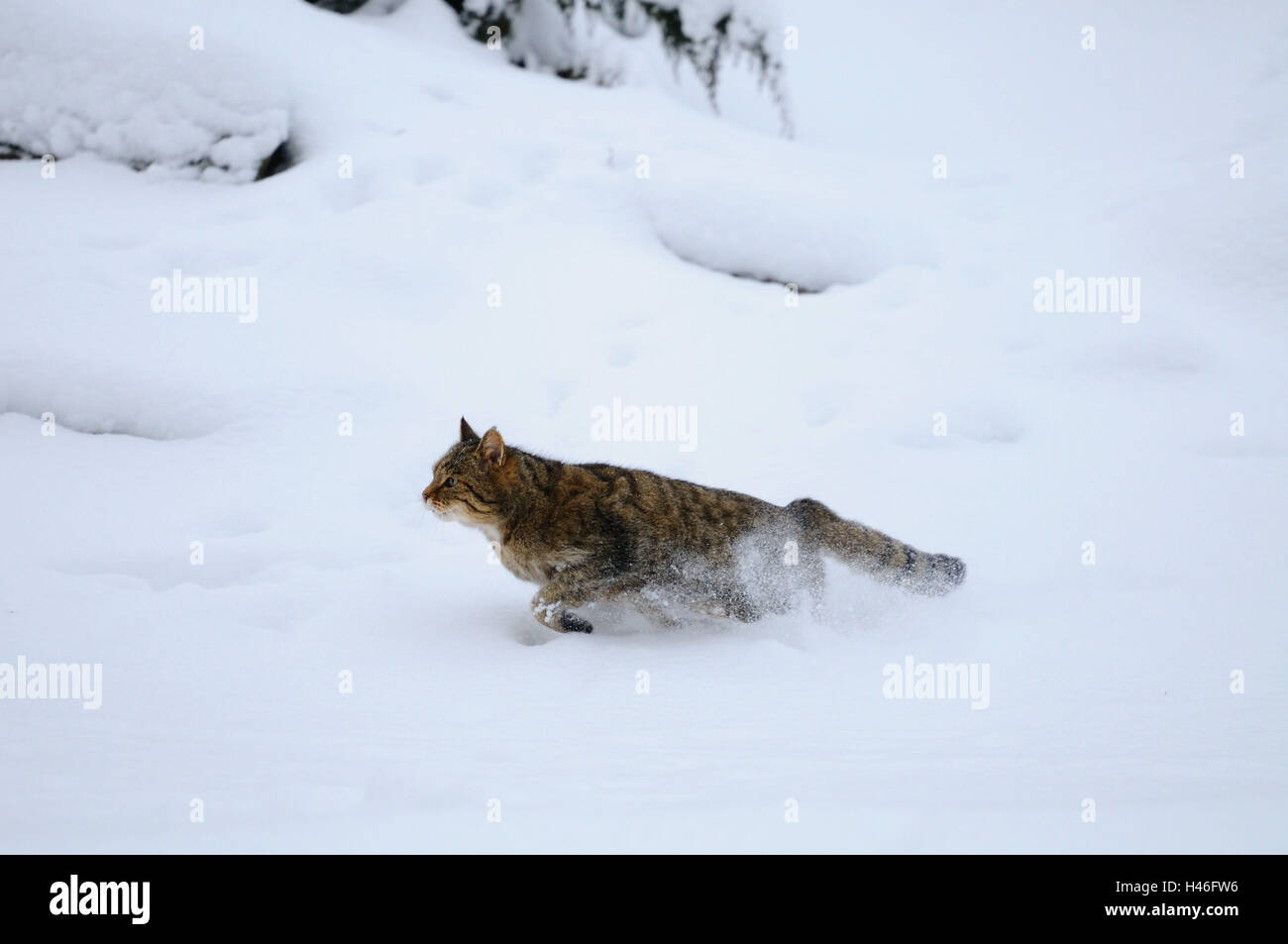 European wildcat, Felis silvestris silvestris, snow, side view, running ...