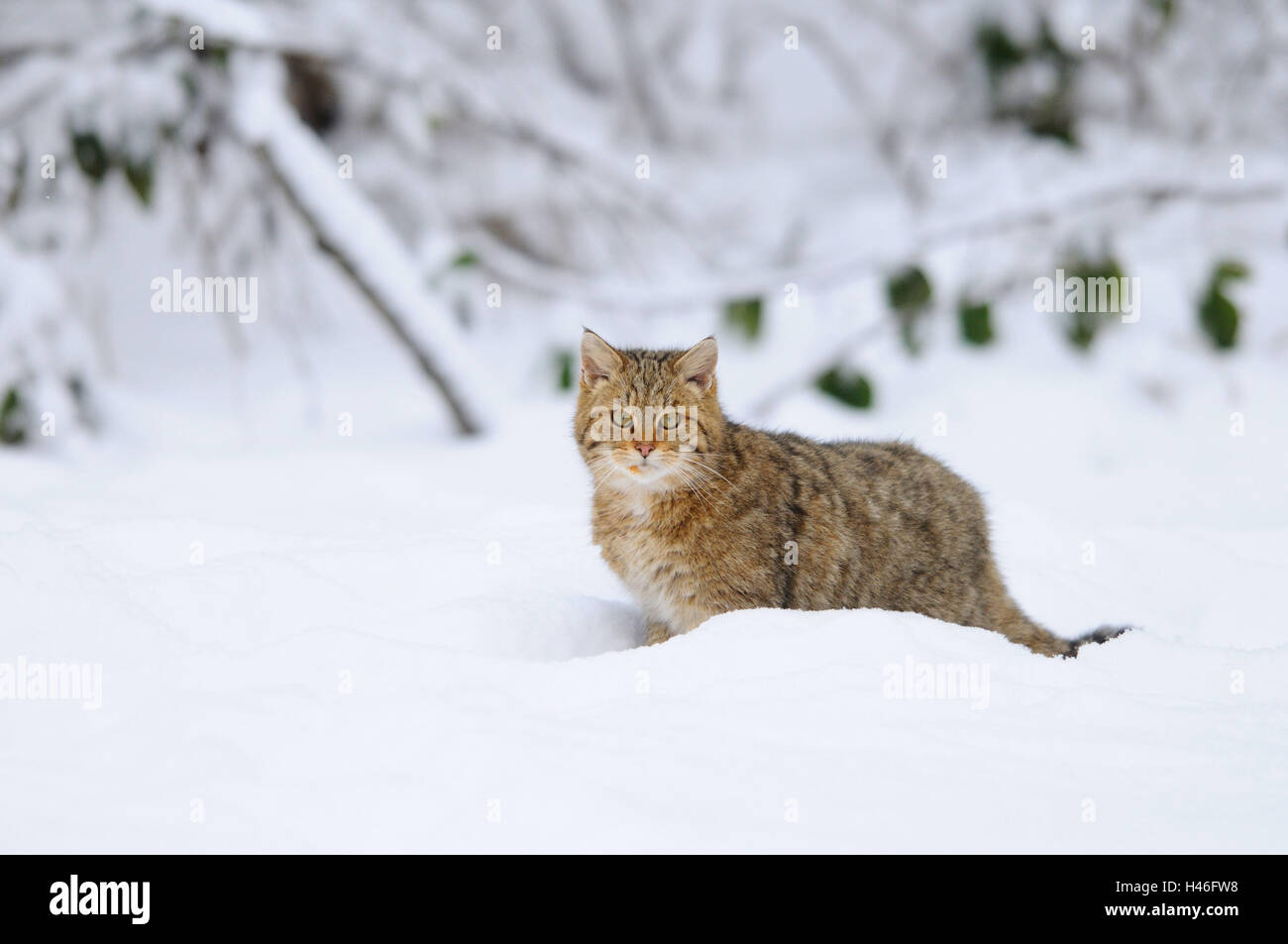 European wildcat, Felis silvestris silvestris, snow, side view, stand ...