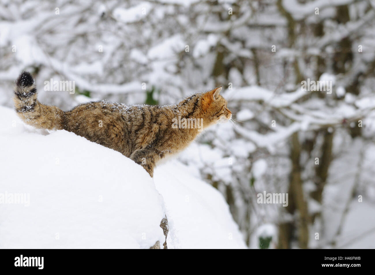 European Wildcat Standing High Resolution Stock Photography and Images ...
