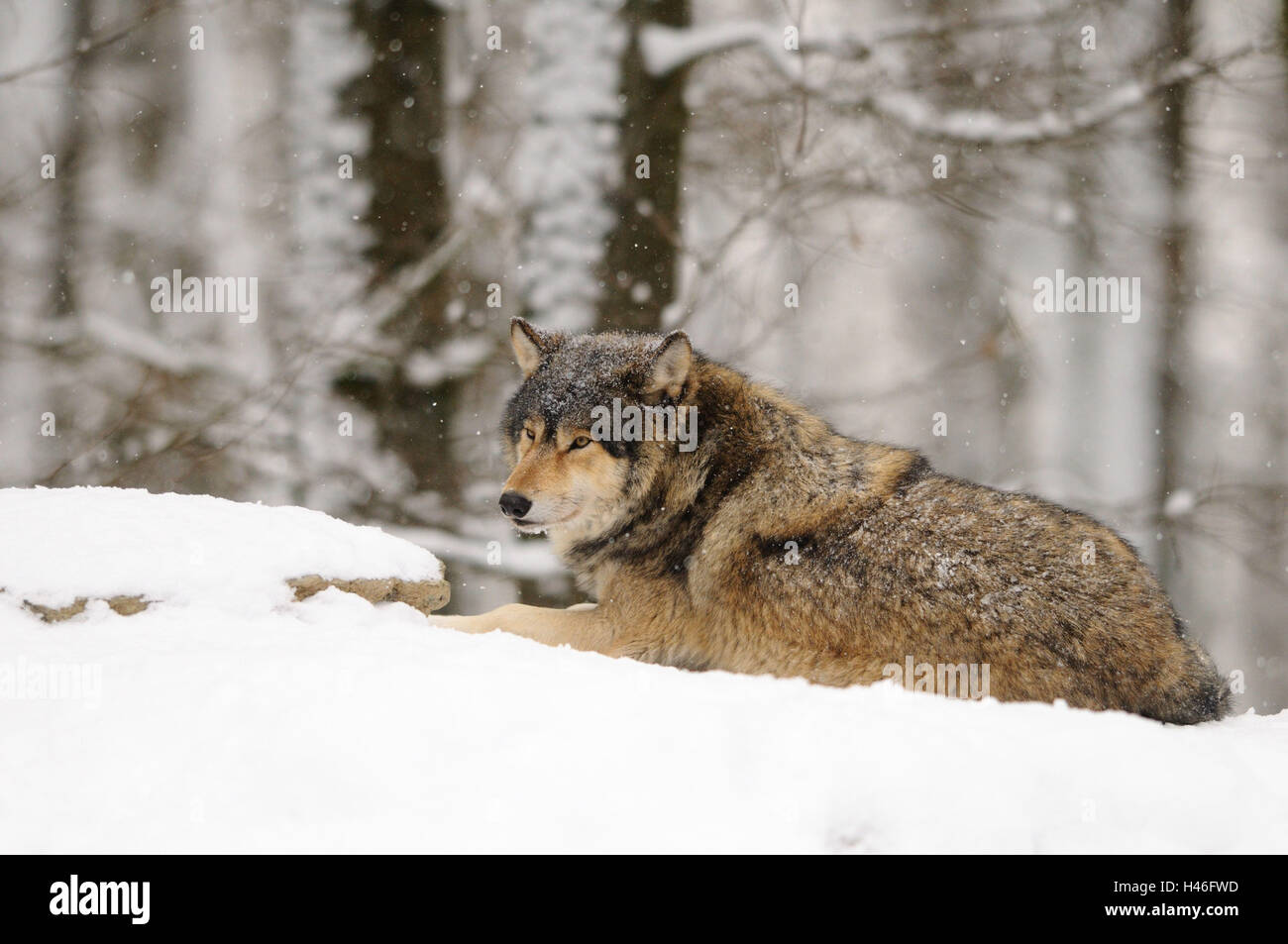Eastern timber wolf, Canis lupus lycaon, snow, side view, lying ...