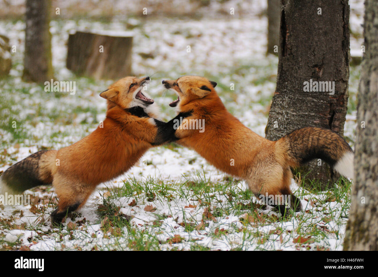 Red foxes, Vulpes vulpes, snow, side view, standing, fight Stock Photo ...