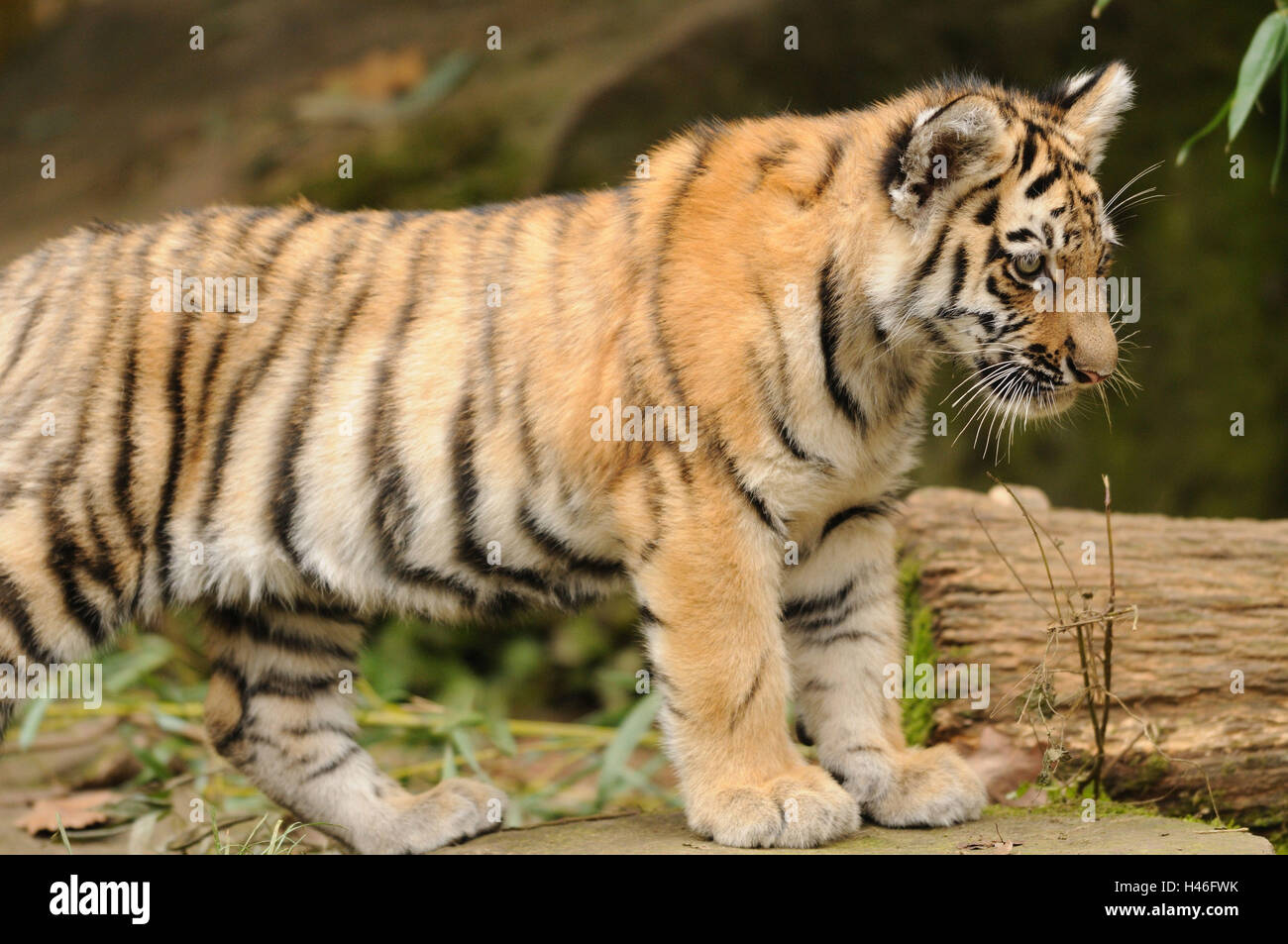Siberian tiger, Panthera tigris altaica, young animal, side view, stand ...