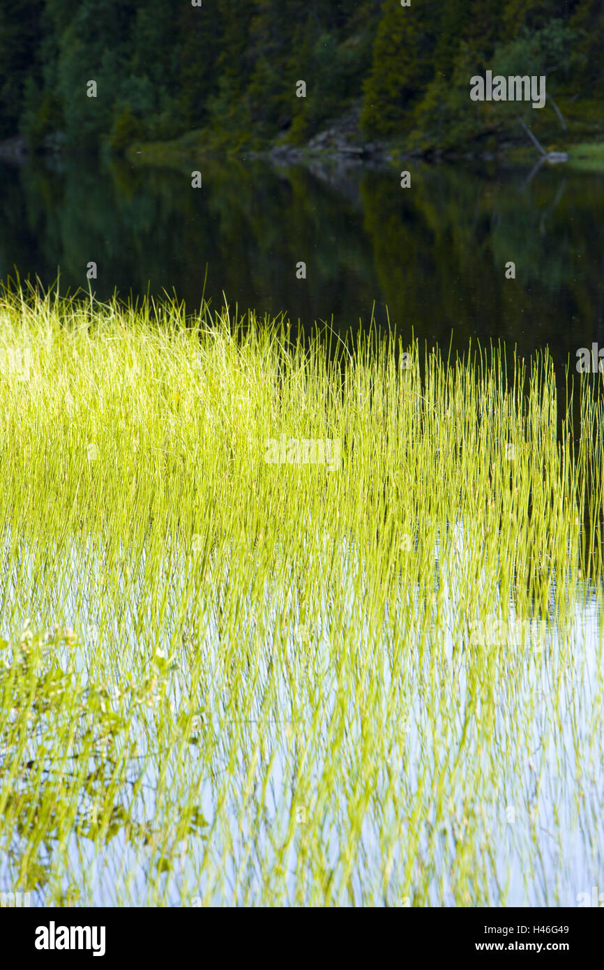 Marsh grass hi-res stock photography and images - Alamy