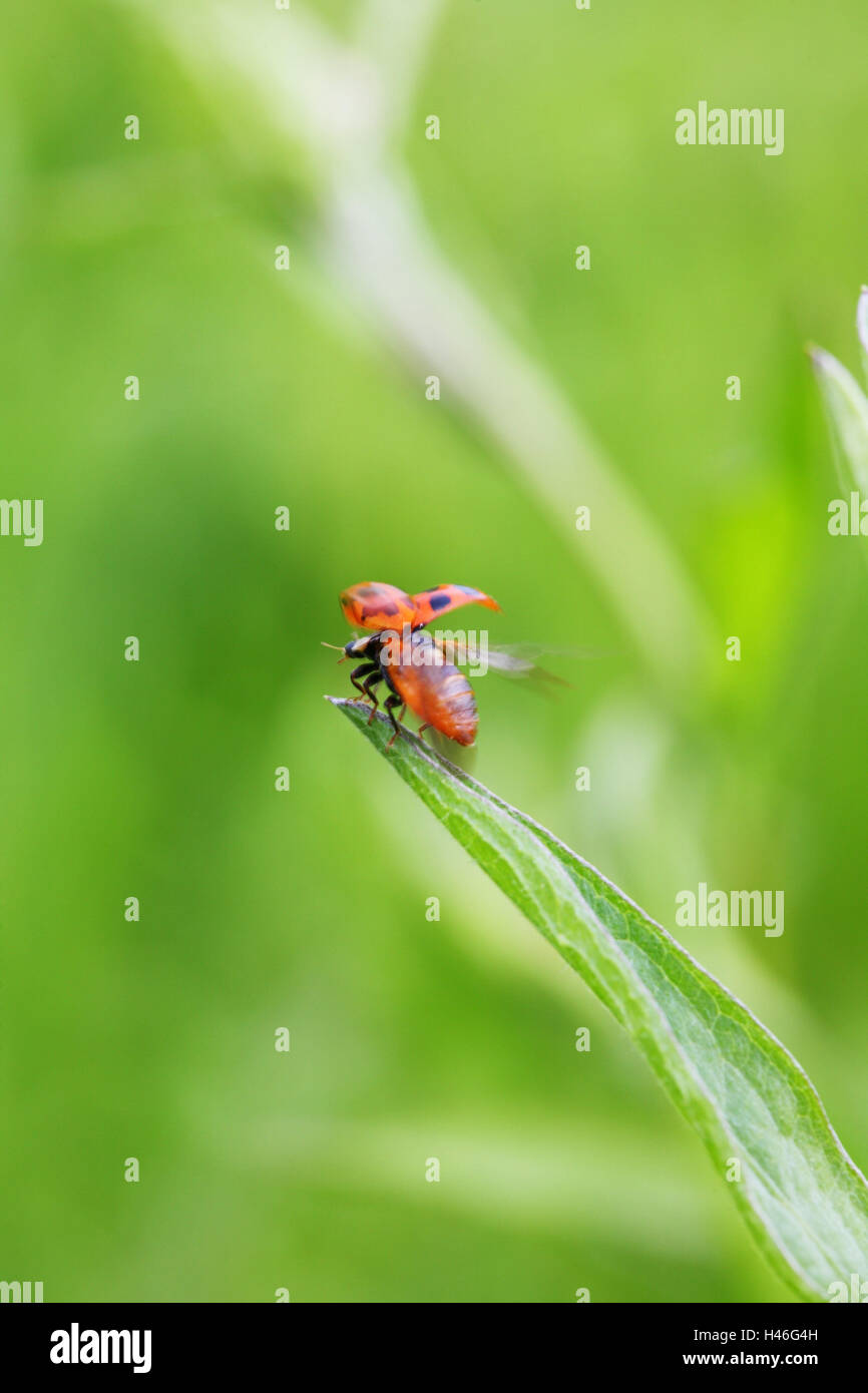 Leaves, ladybird, flight Stock Photo - Alamy