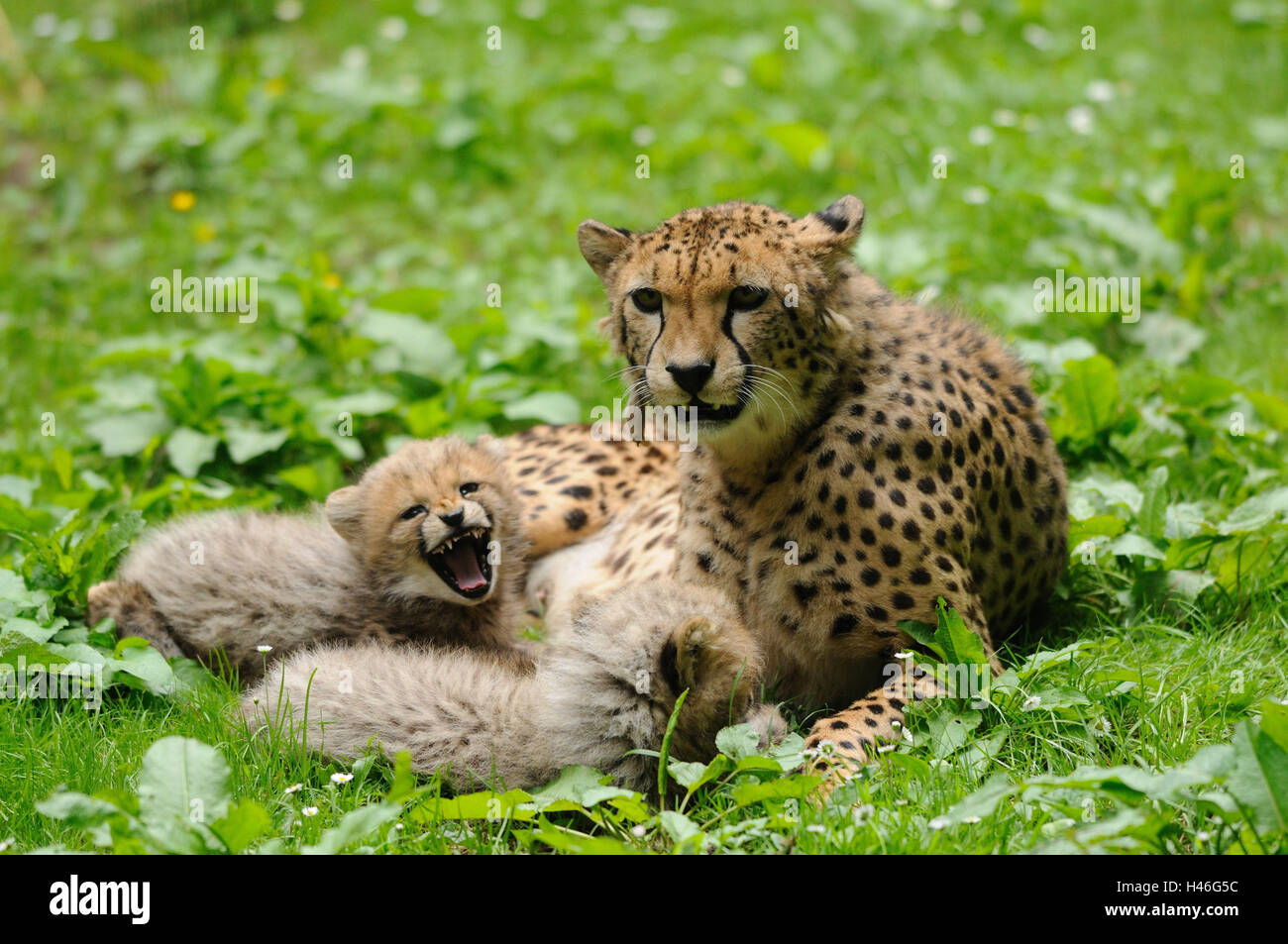 Cheetah social behavior hi-res stock photography and images - Alamy