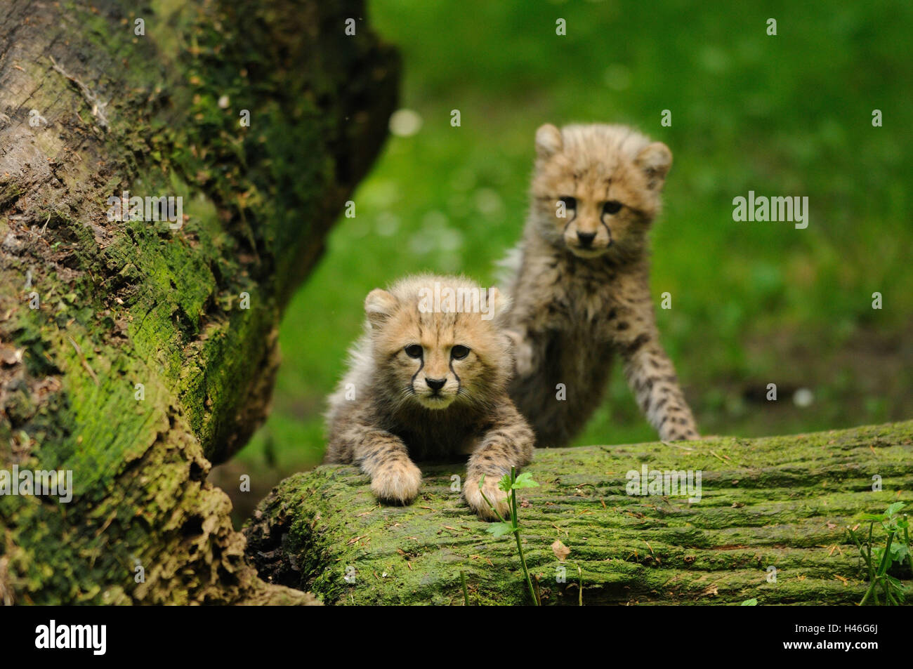 Cheetahs, Acinonyx jubatus, young animals, trunk, front view, climbing ...