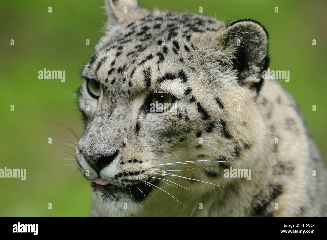 Snow leopard side view hi-res stock photography and images - Alamy