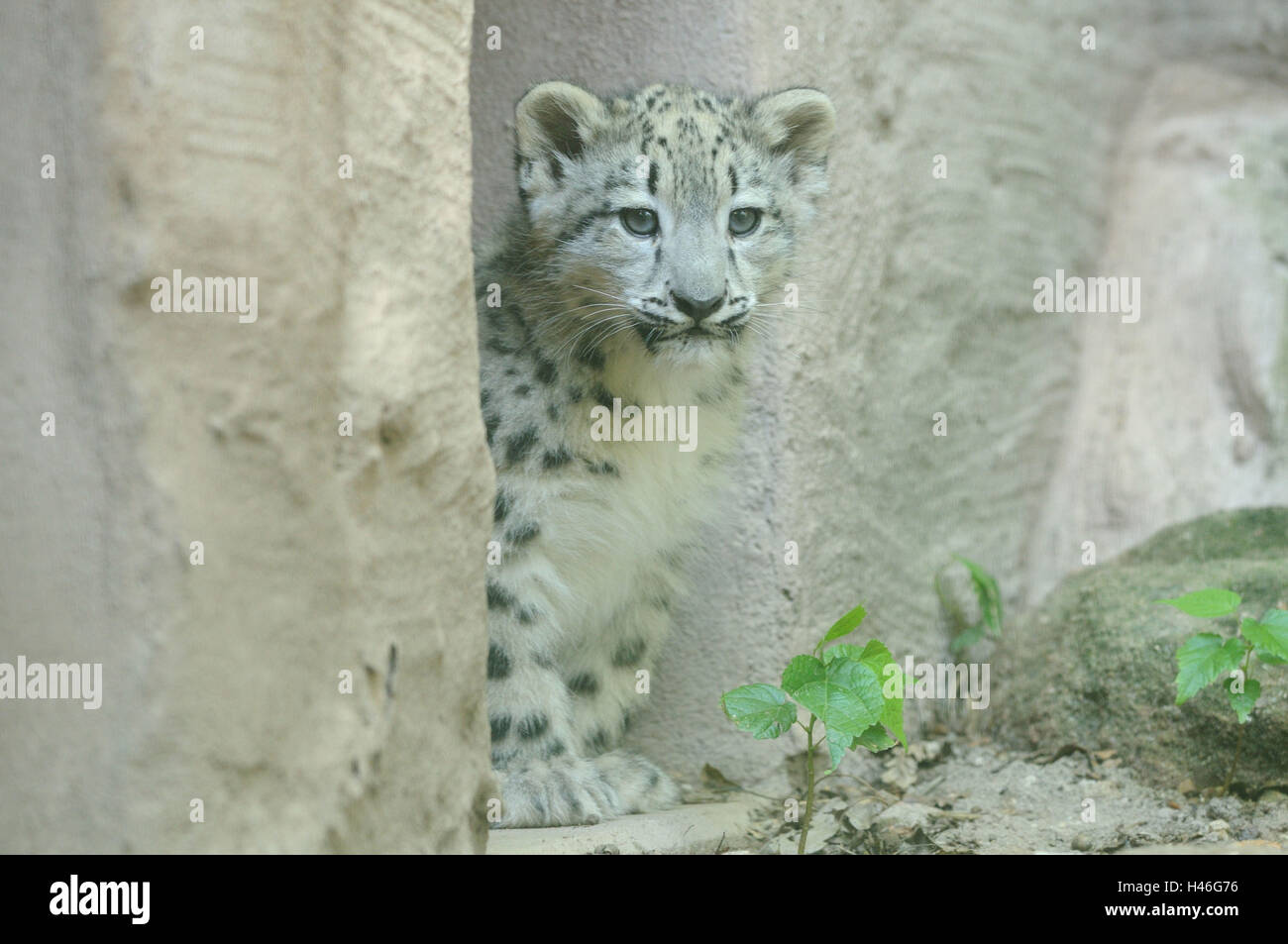 Snow leopard, Uncia uncia, young animal, side view, sit, view in the ...