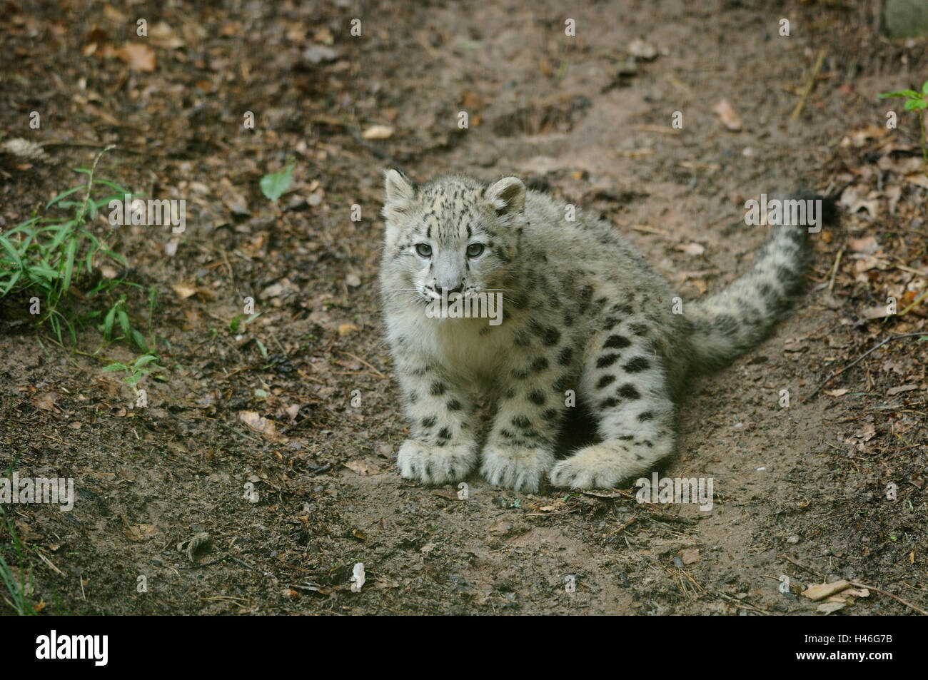 Snow leopard, Uncia uncia, young animal, front view, sitting, looking ...