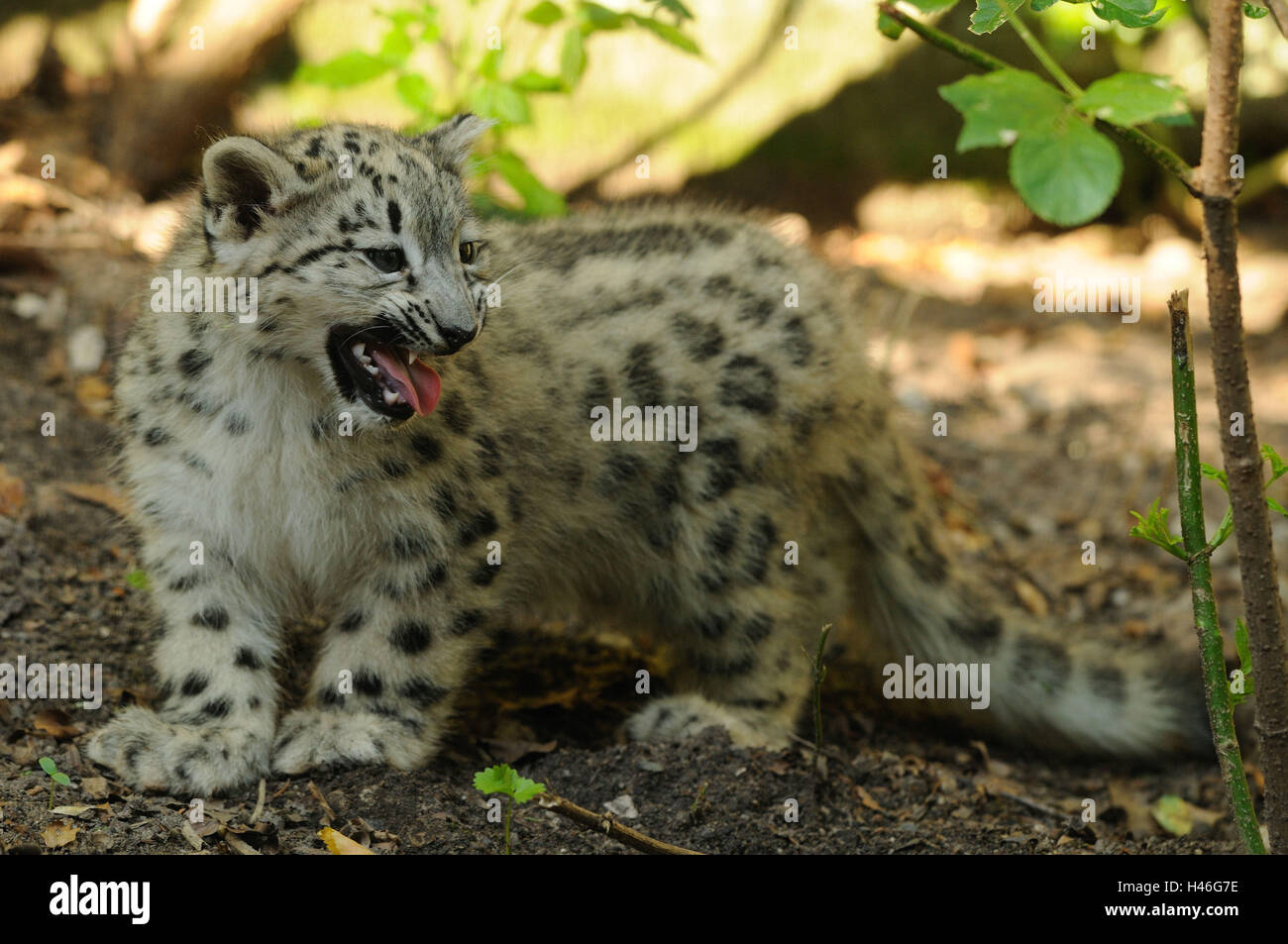 Snow leopard, Uncia uncia, young animal, side view, stand, hiss Stock ...