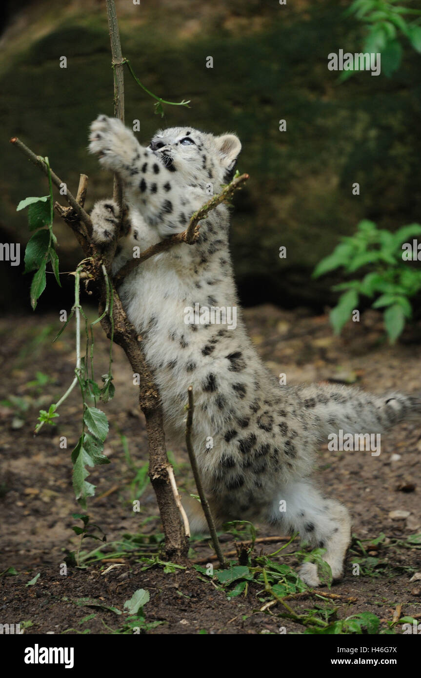 Snow Leopard Climbing