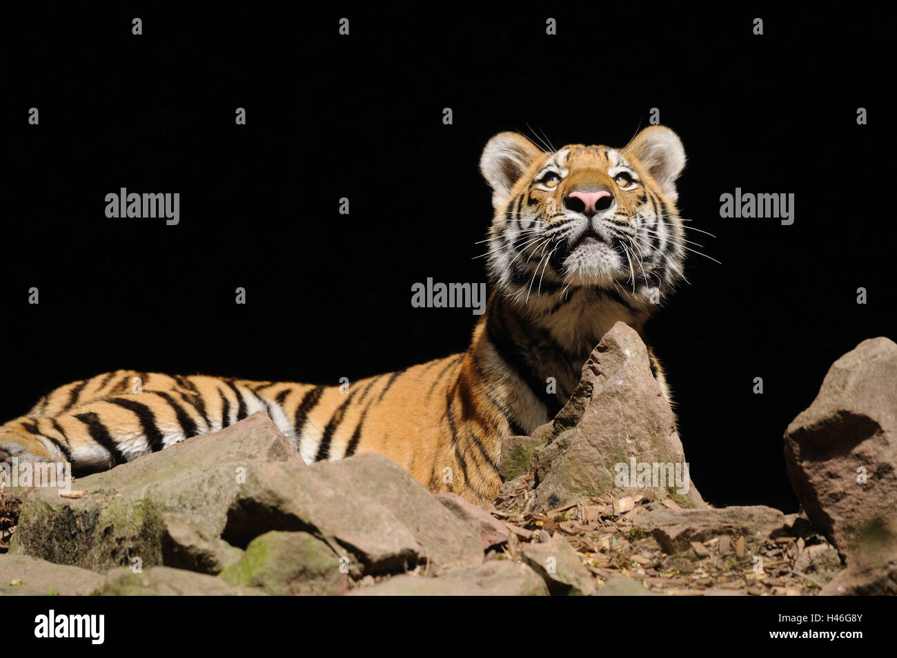 Siberian tiger, Panthera tigris altaica, side view, lie, view in the ...
