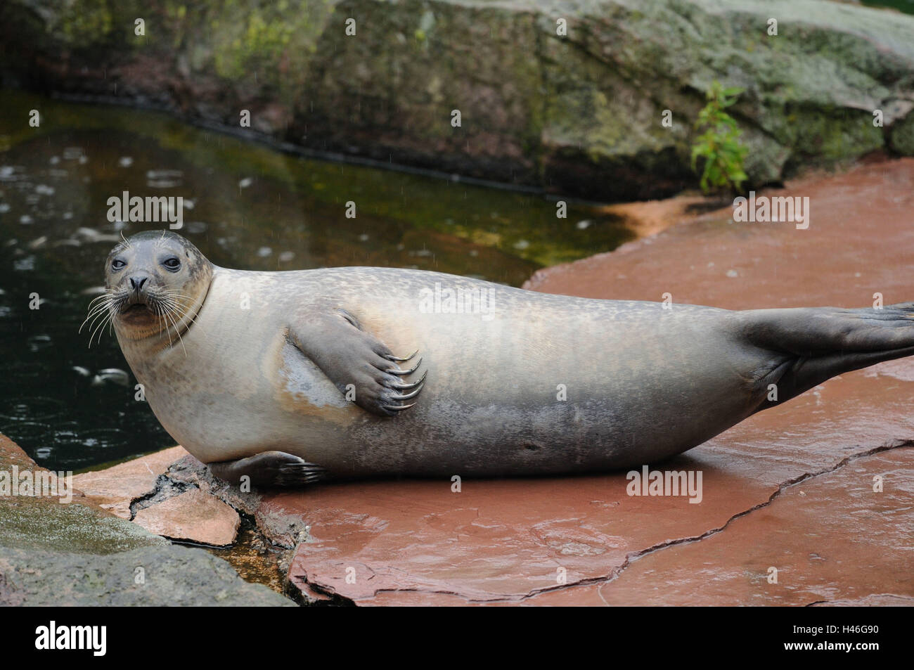 Earless seal zoo hi-res stock photography and images - Alamy