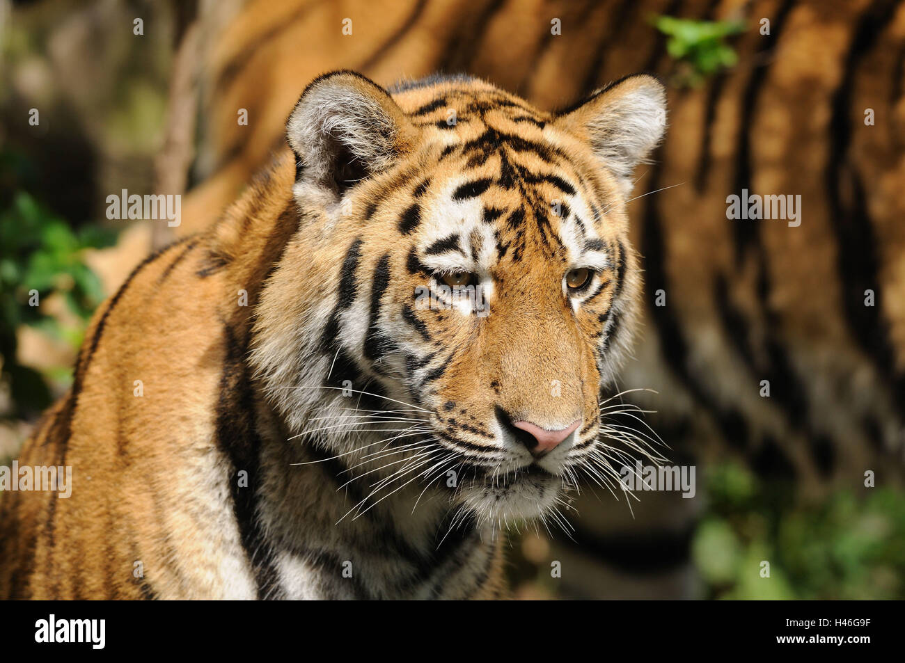 Siberian tiger, Panthera tigris altaica, portrait Stock Photo - Alamy