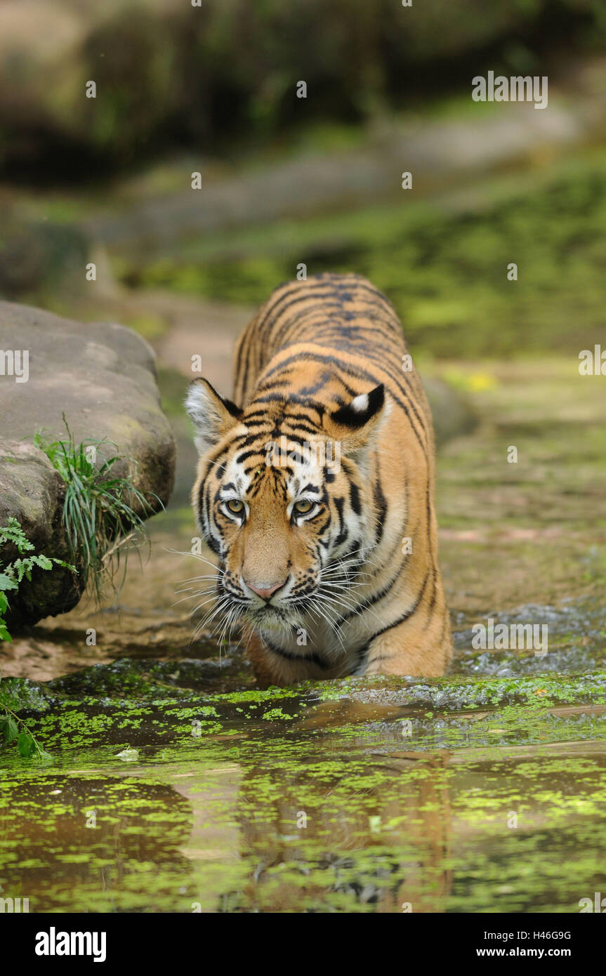 Siberian tiger, Panthera tigris altaica, shore, water, front view ...