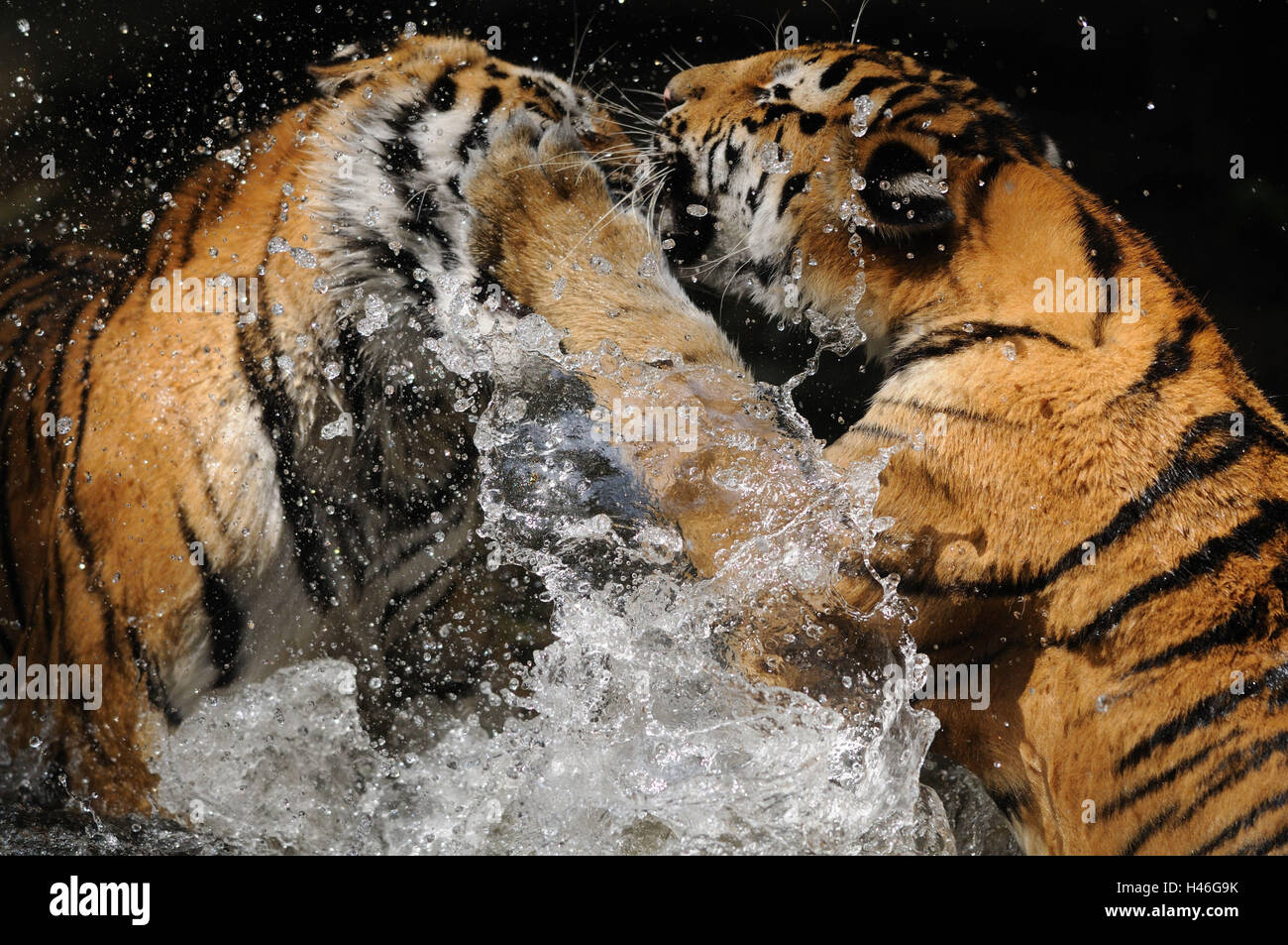 Siberian tigers, Panthera tigris altaica, water, side view, fighting Stock Photo - Alamy