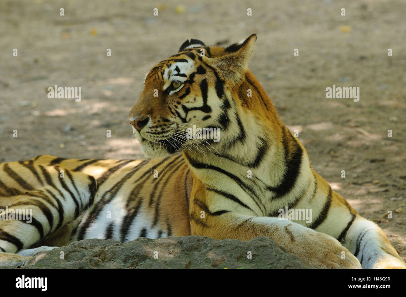 Siberian tiger, Panthera tigris altaica, side view, lie Stock Photo - Alamy