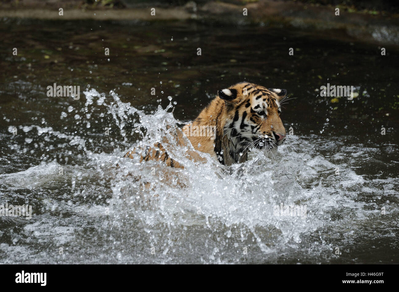 Siberian tiger, Panthera tigris altaica, side view, water, splashing ...