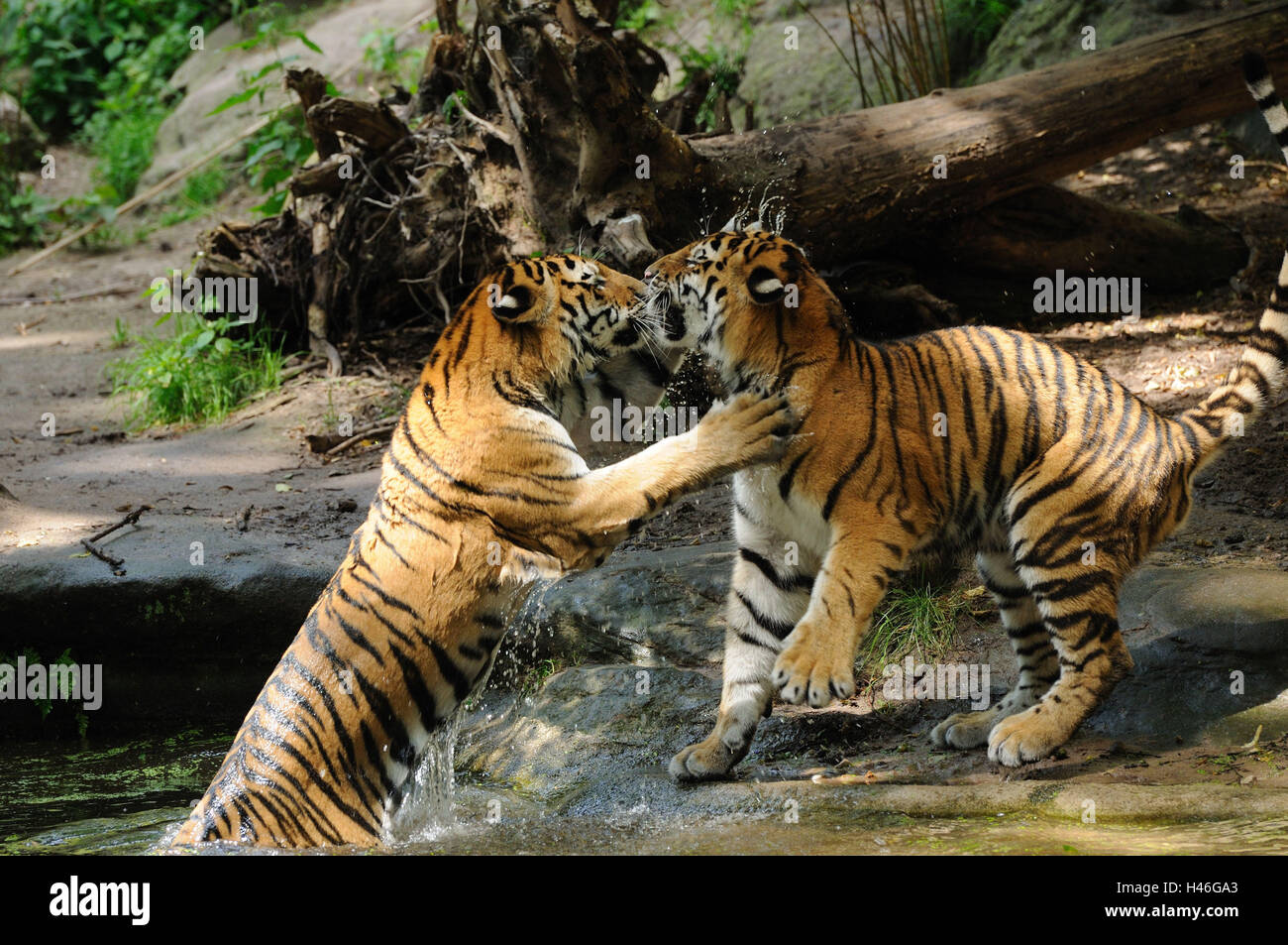 Siberian tigers, Panthera tigris altaica, water, shore, side view ...