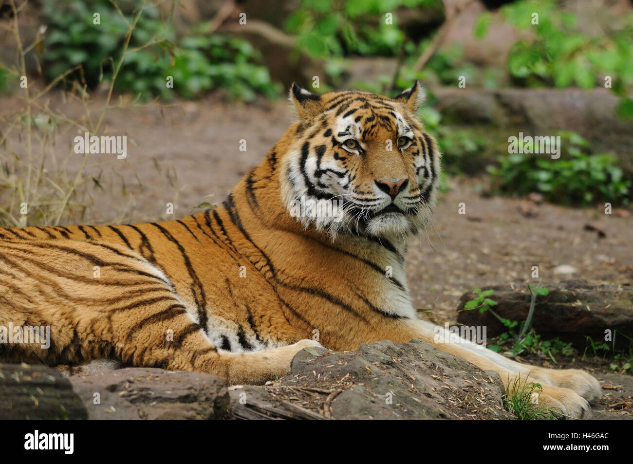 Siberian tiger, Panthera tigris altaica, side view, lying, looking at ...