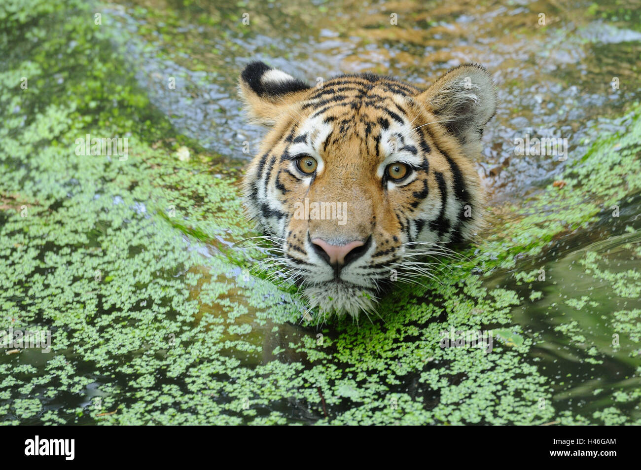 Siberian tiger, Panthera tigris altaica, portrait, water, front view, swimming, looking at ...