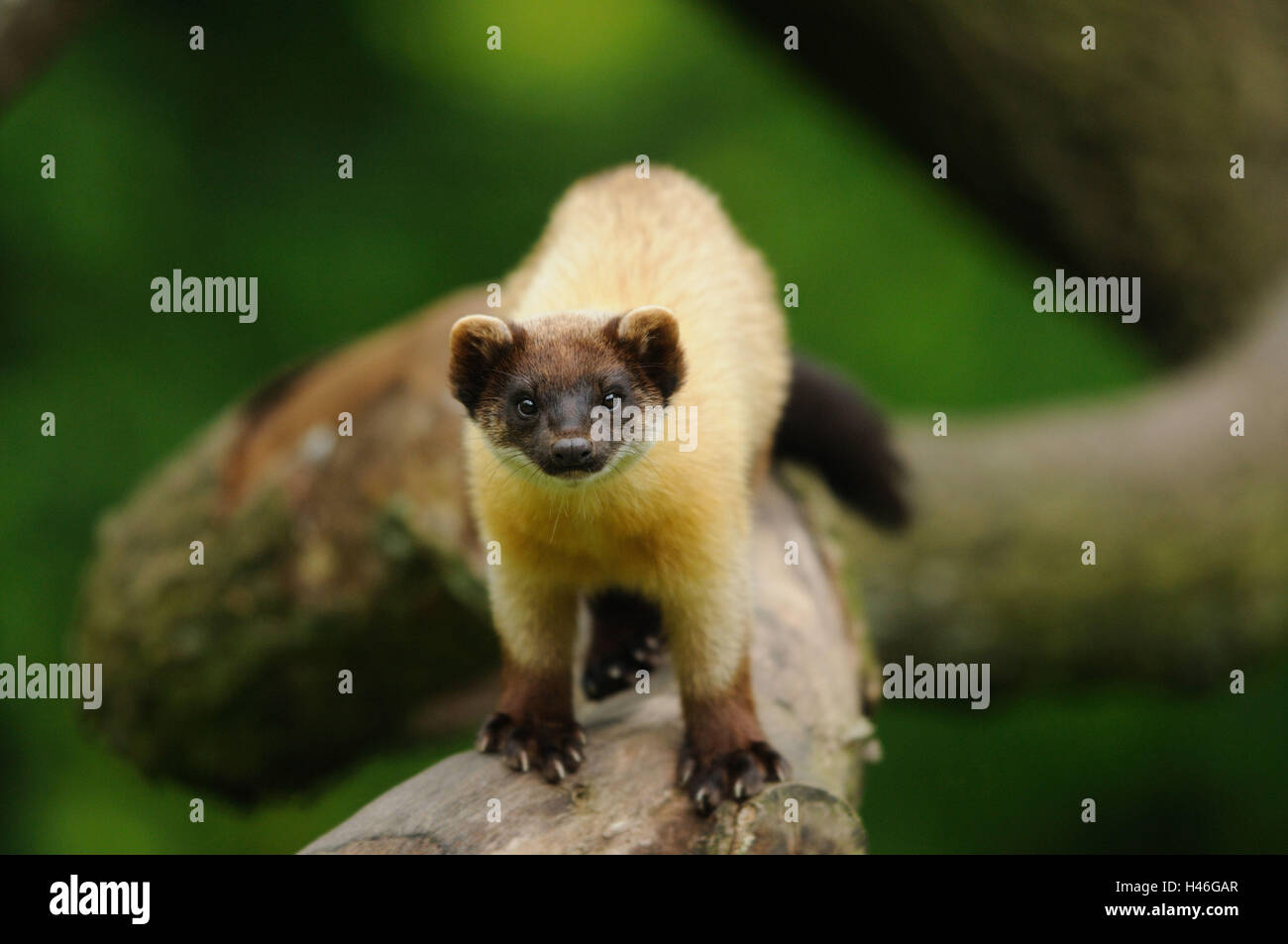 Yellow-throated marten, Martes flavigula, branch, front view, standing ...