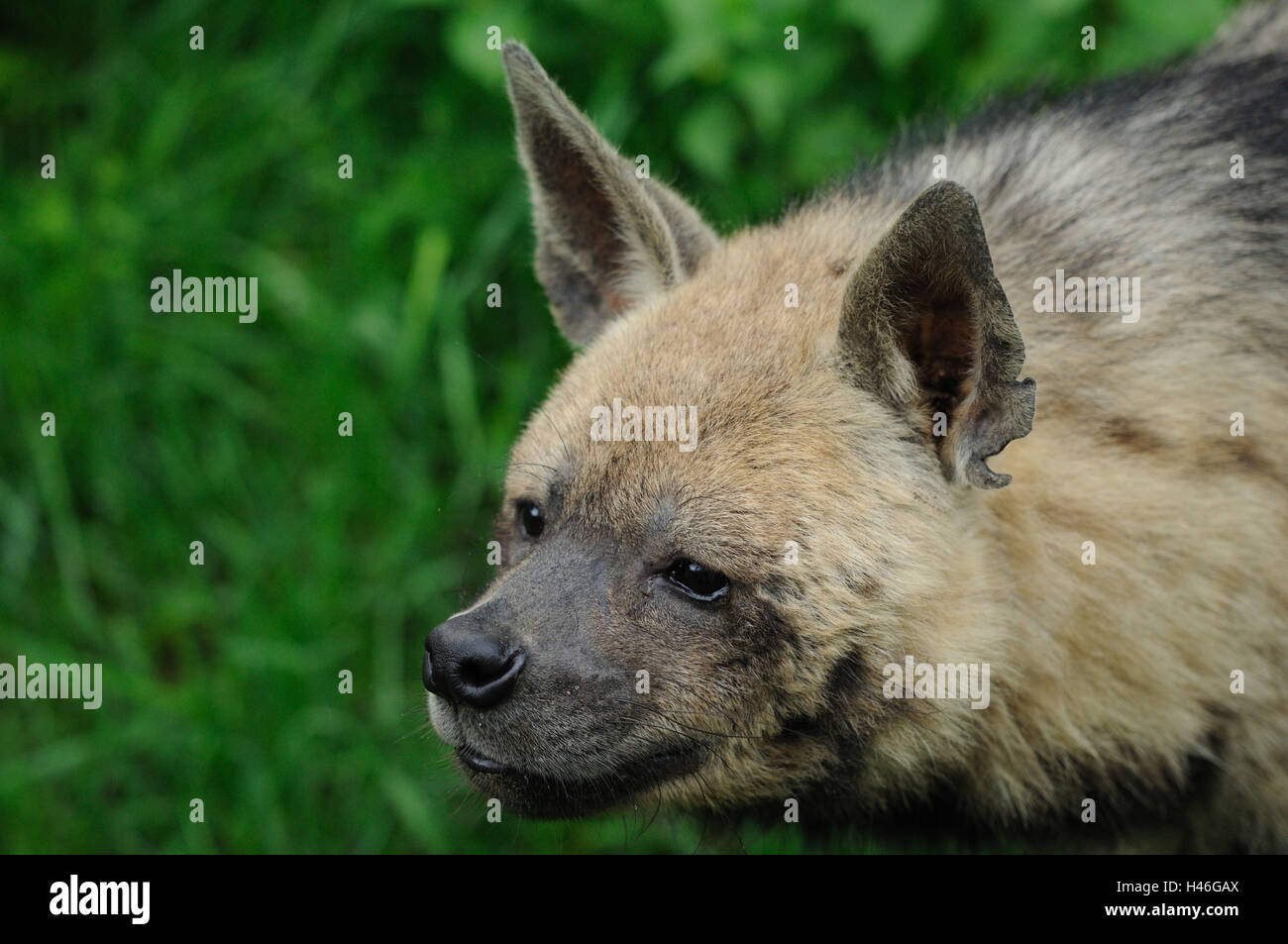 Spotted hyena, Crocuta crocuta, portrait, side view Stock Photo - Alamy
