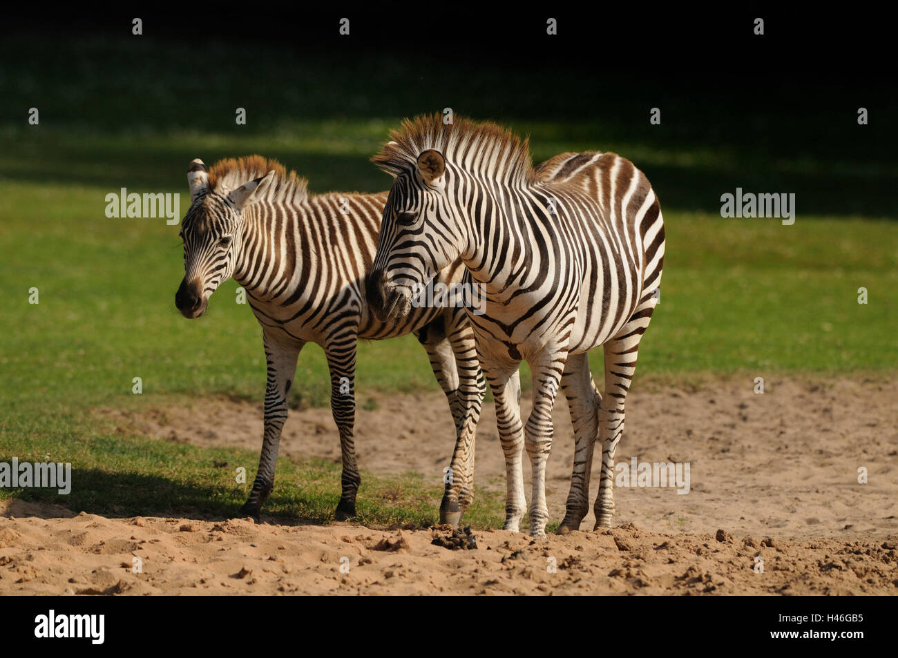 Böhmzebra, Equus quagga boehmi, meadow, head-on, stand Stock Photo - Alamy