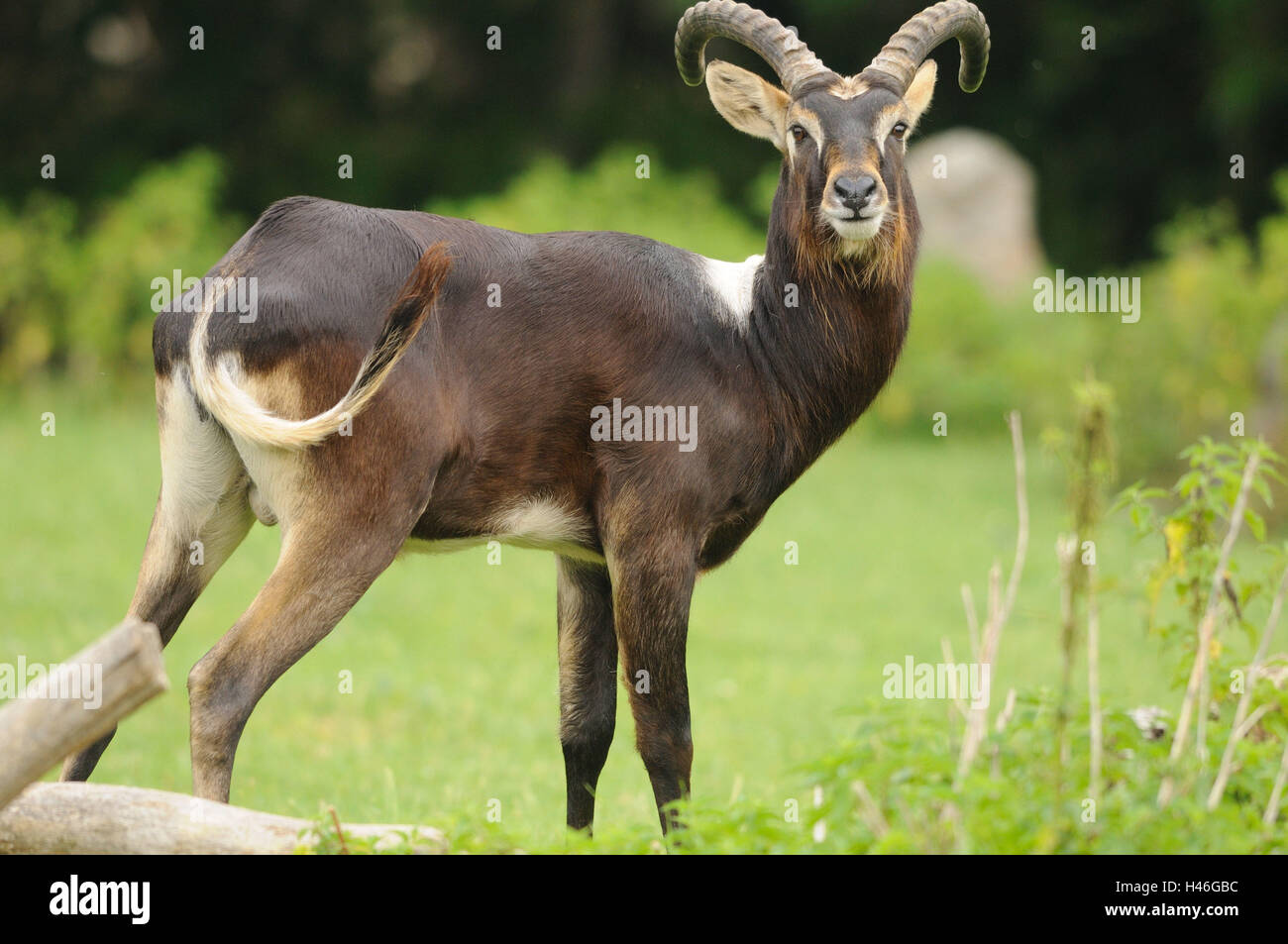 Nile lechwe, Kobus megaceros, meadow, side view, standing, looking at ...