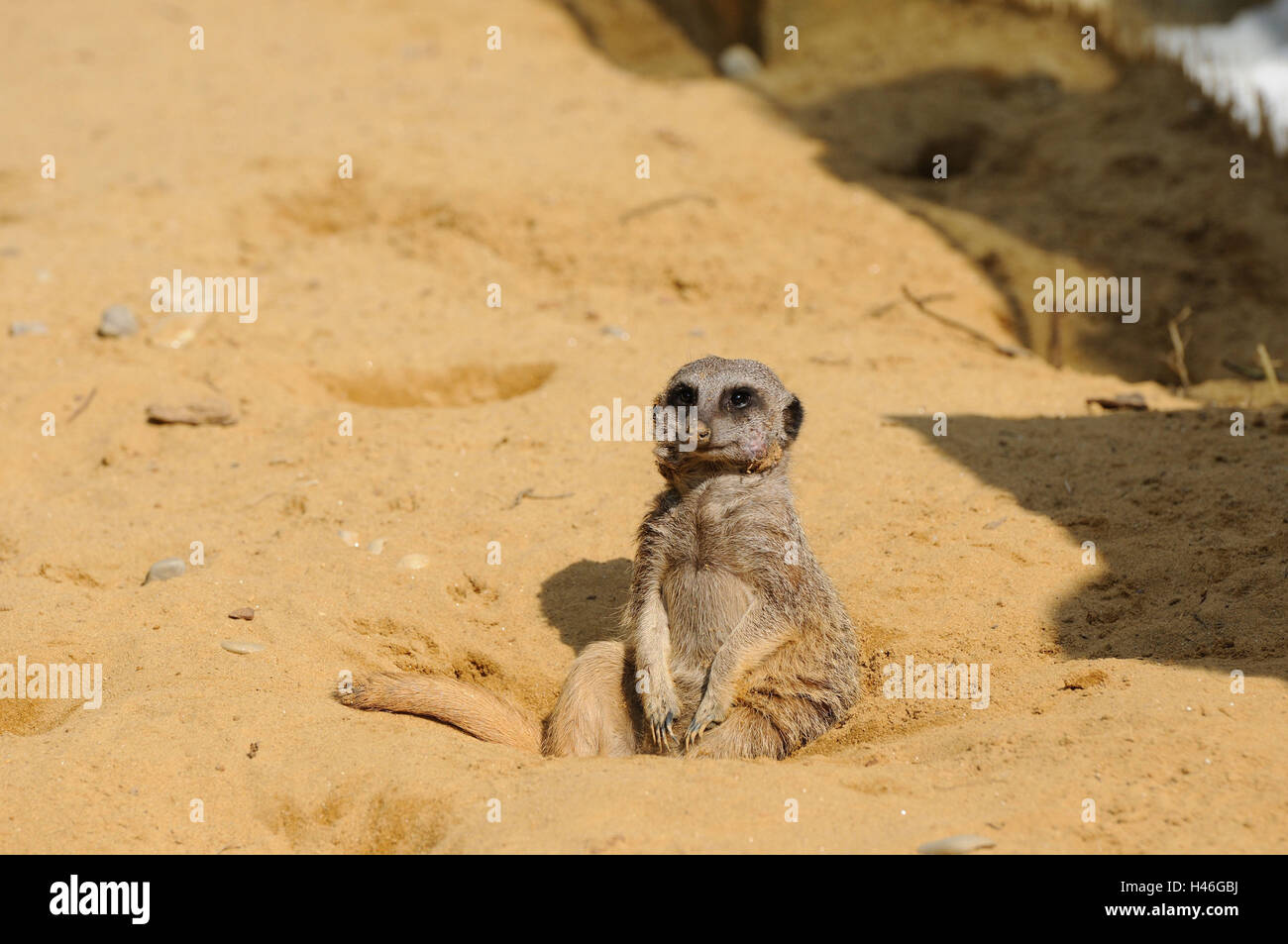 Meerkat, Suricata suricatta, sand, front view, sitting, looking at ...