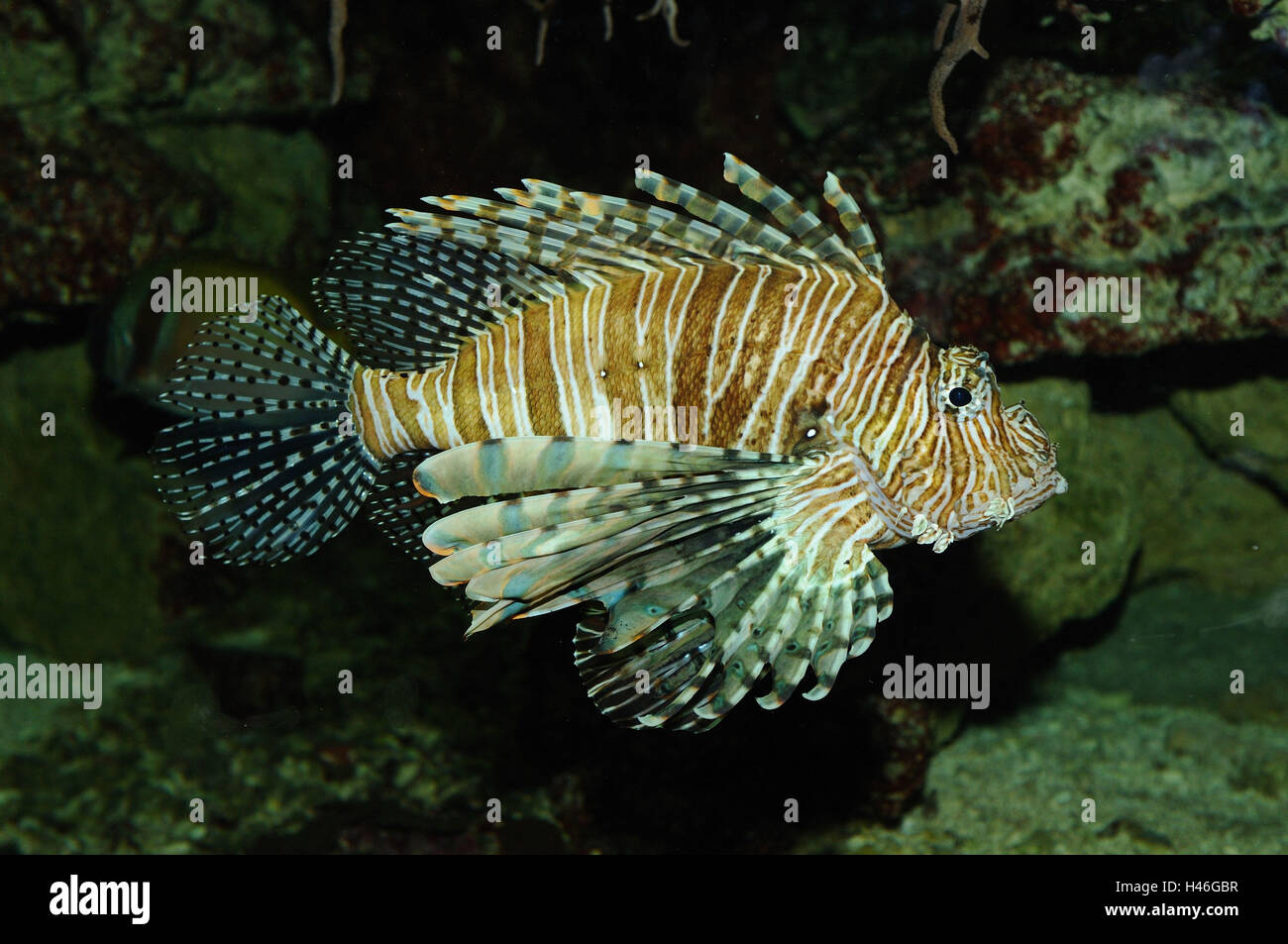 Red lionfish, Pterois volitans, underwater, side view, swimming Stock ...