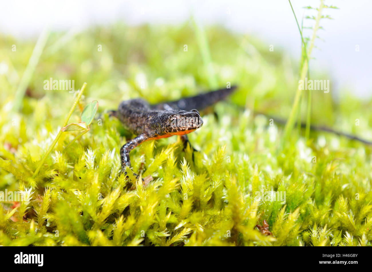 Ichthyosaura hi-res stock photography and images - Alamy