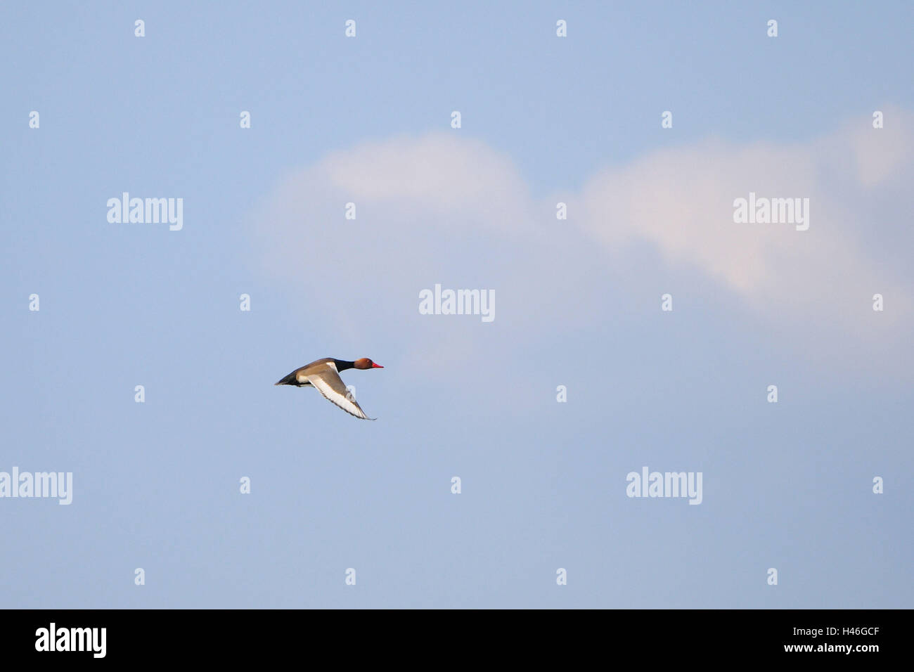 Notice board duck, Aythya ferina, heaven, fly, side view Stock Photo ...