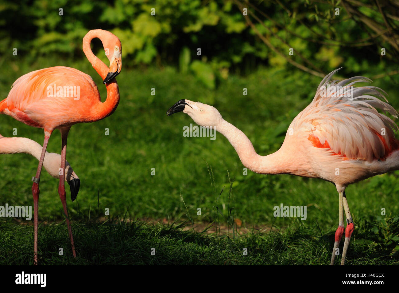 Chilean flamingo, Phoenicopterus chilensis, meadow, courting, side view ...