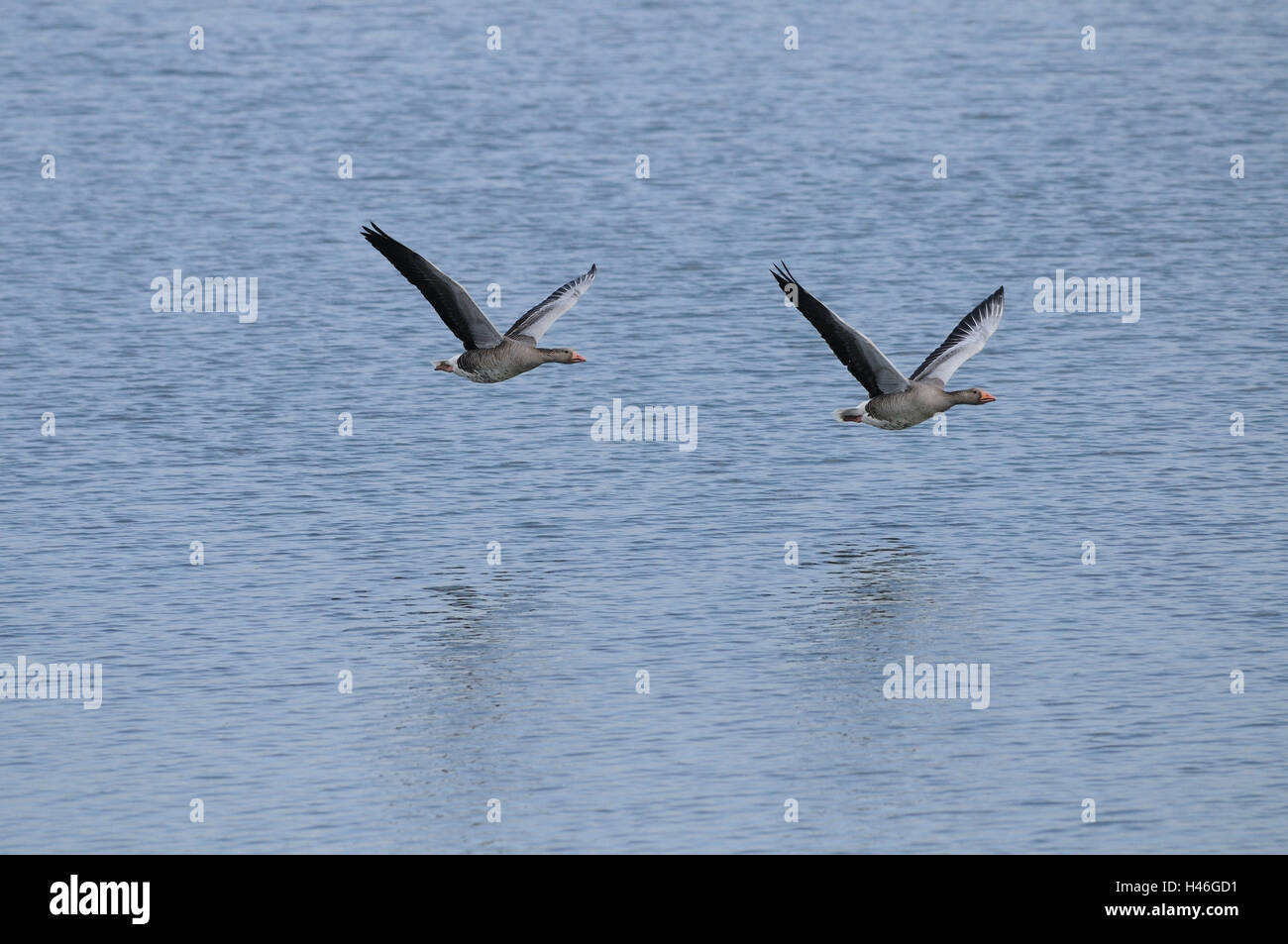 Greylag goose, Anser anser, fly, side view Stock Photo - Alamy