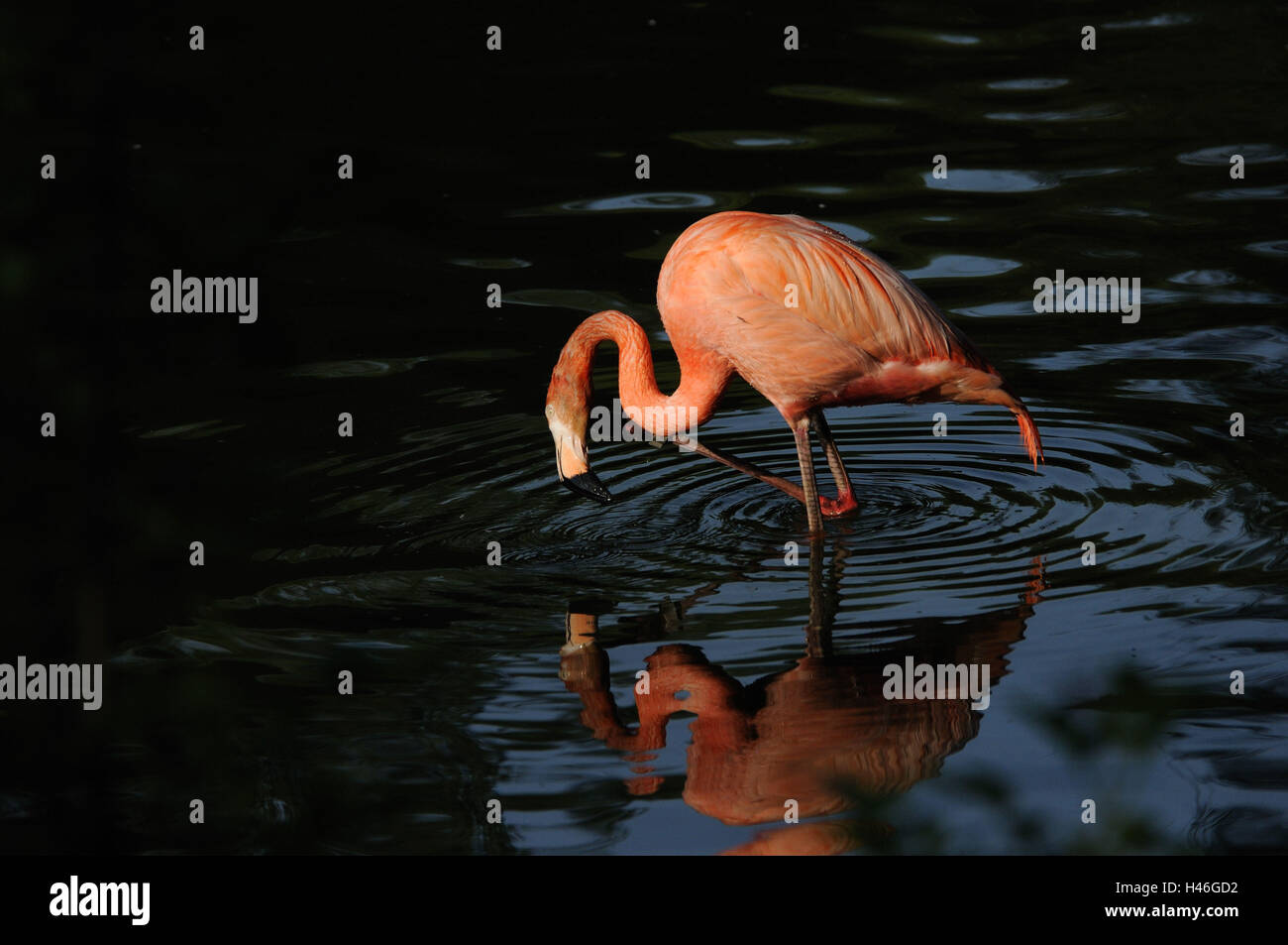 Phoenicopterus scratching hi-res stock photography and images - Alamy