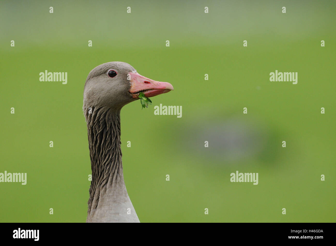 Greylag goose, Anser anser, portrait, side view Stock Photo - Alamy