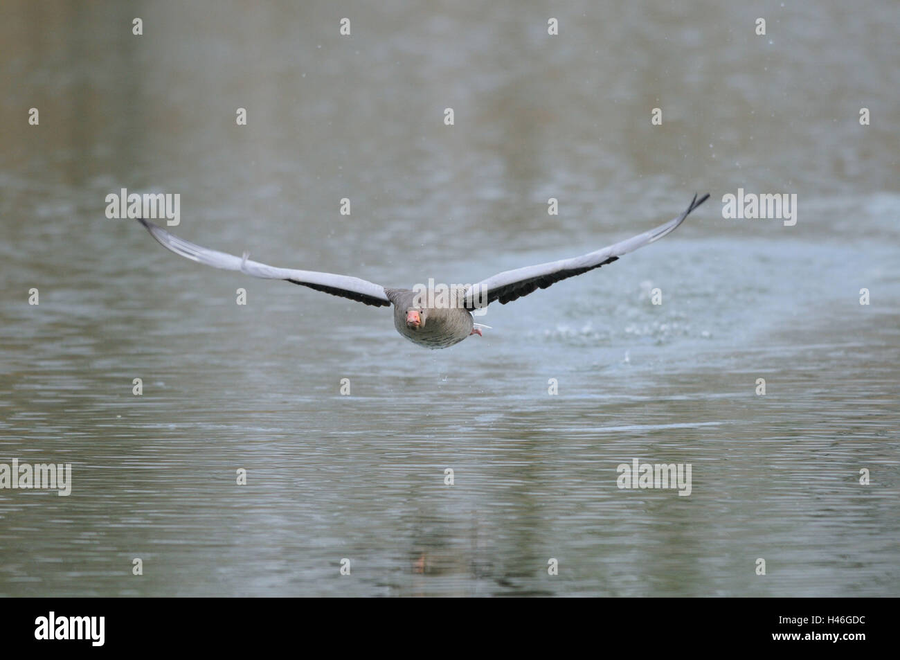 Head start hi-res stock photography and images - Alamy