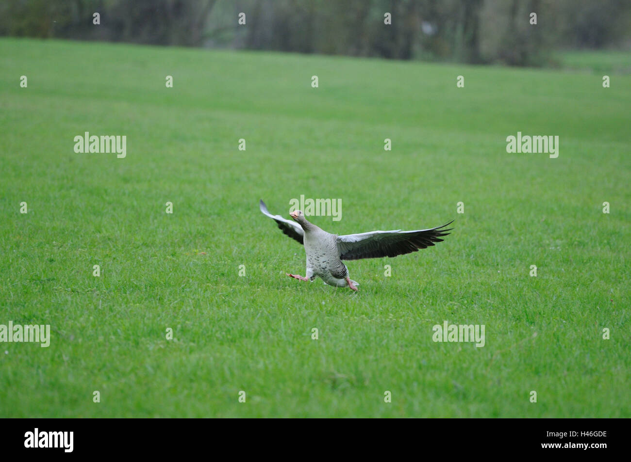 Greylag goose, Anser anser, meadow, run, land, side view Stock Photo ...