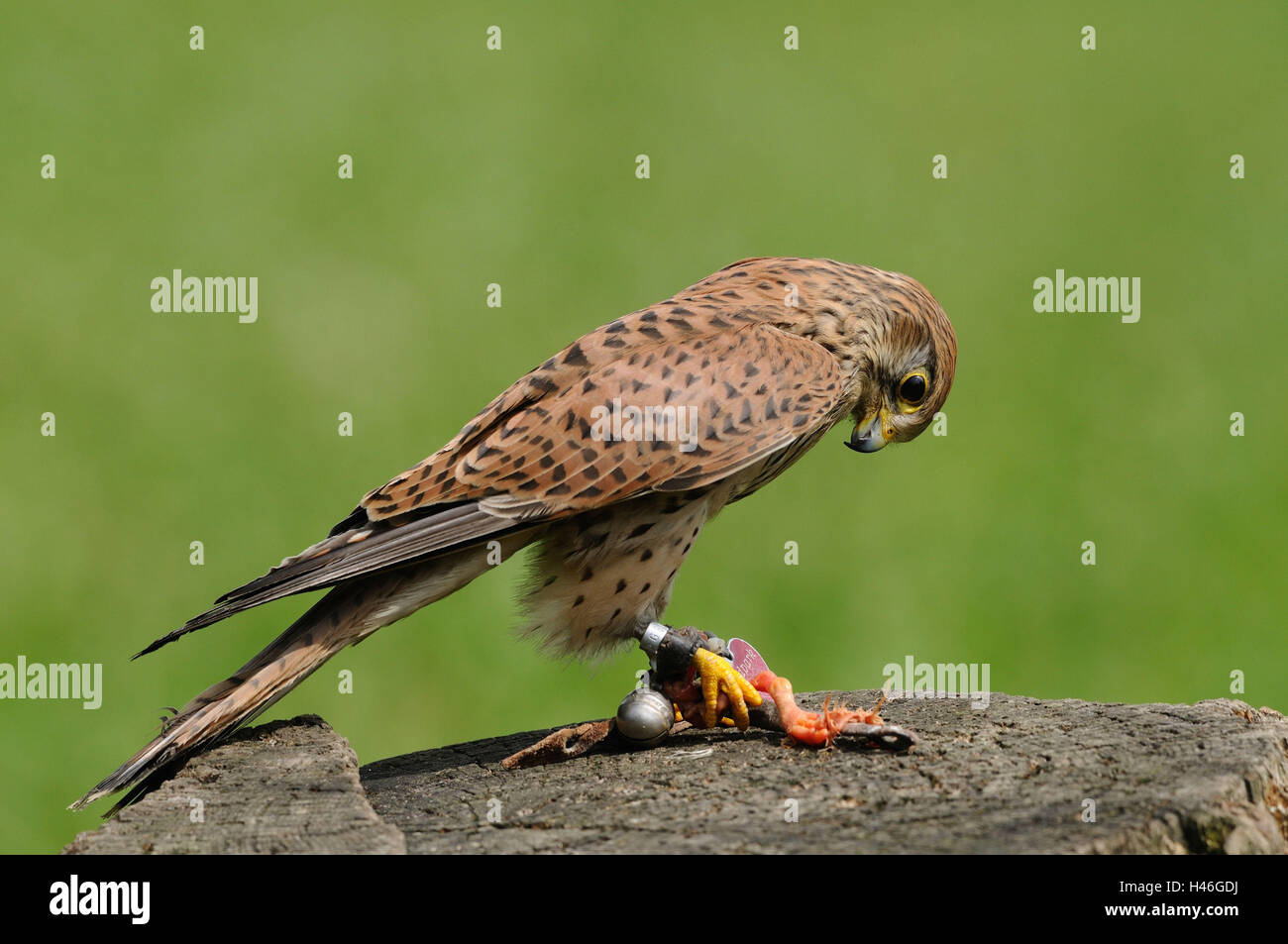 Kestrel side view hi-res stock photography and images - Alamy