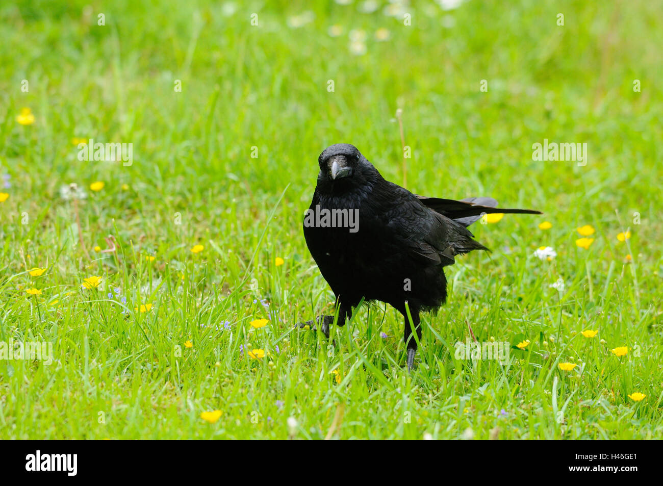 Camera crow hi-res stock photography and images - Alamy