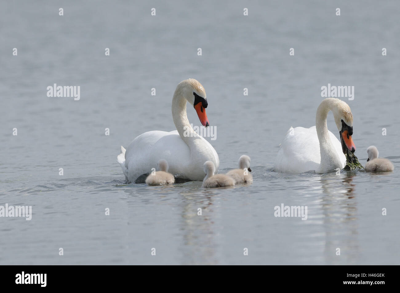 Mute swans, Cygnus olor, old animals with chicks, lake, swimming, side ...