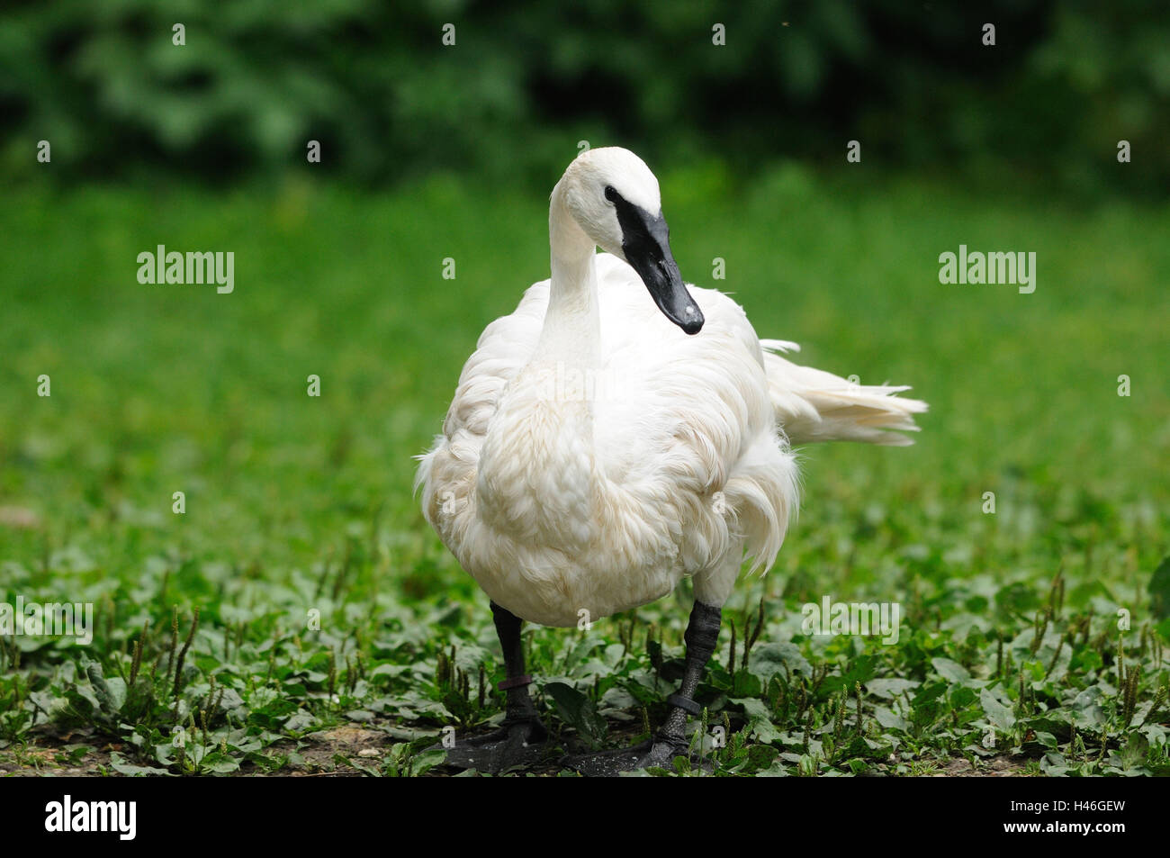 Trumpeter swan, Cygnus buccinator, sitting, front view, focus on the ...